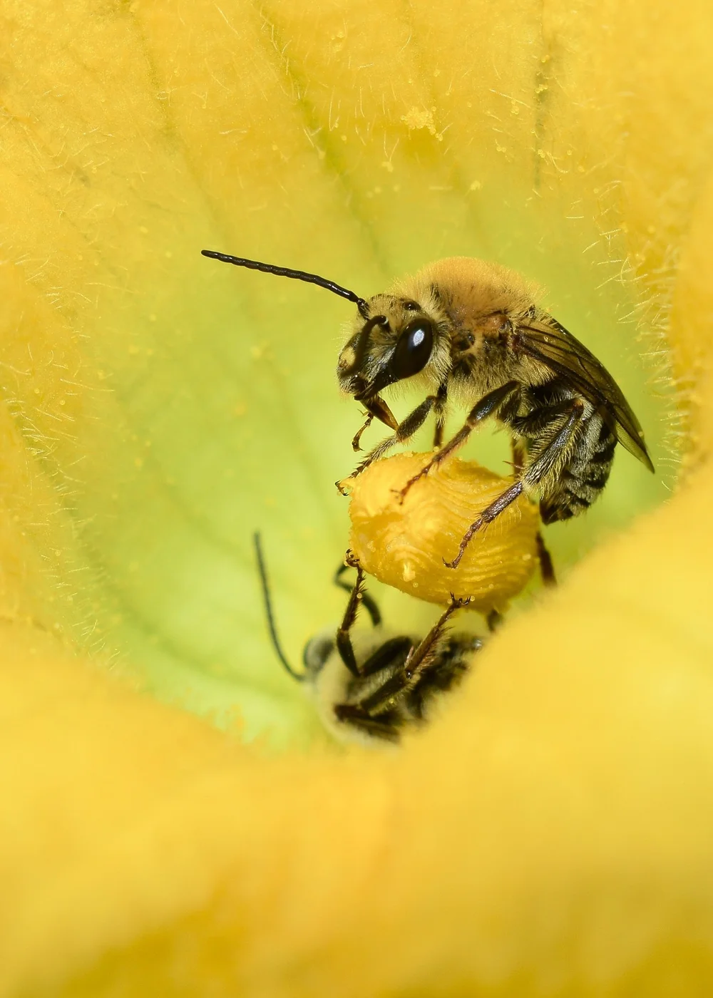 Bee Diversity — Northeast Wildlife Team