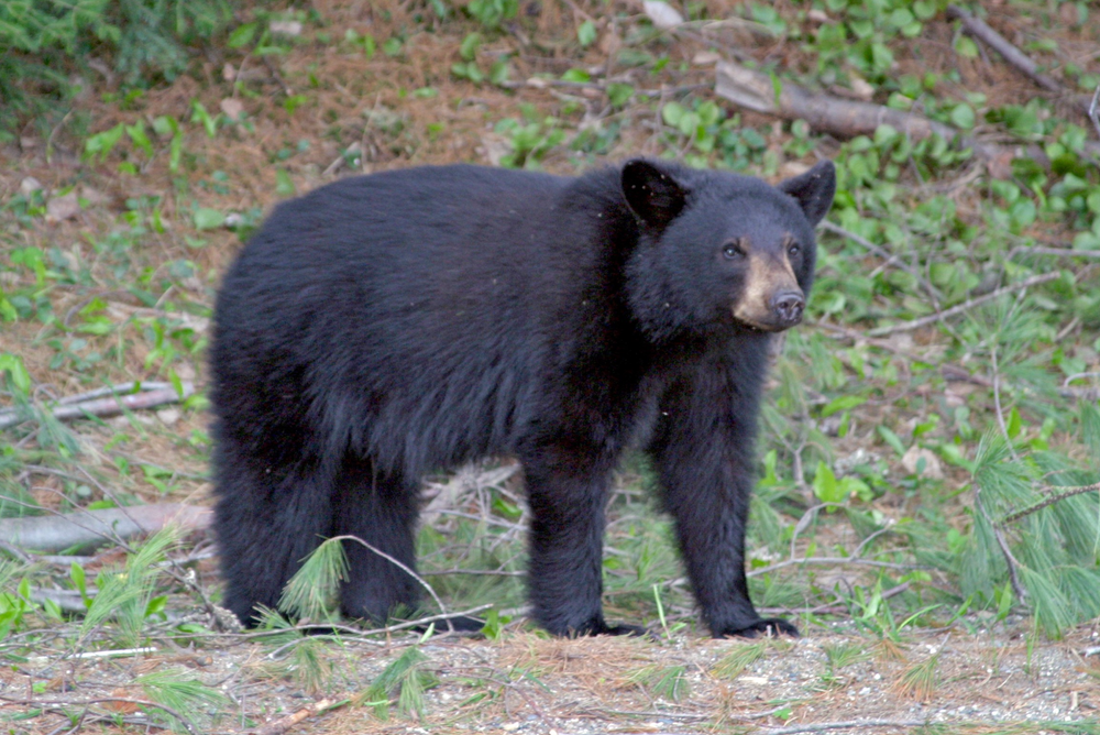Black Bear — Northeast Wildlife Team
