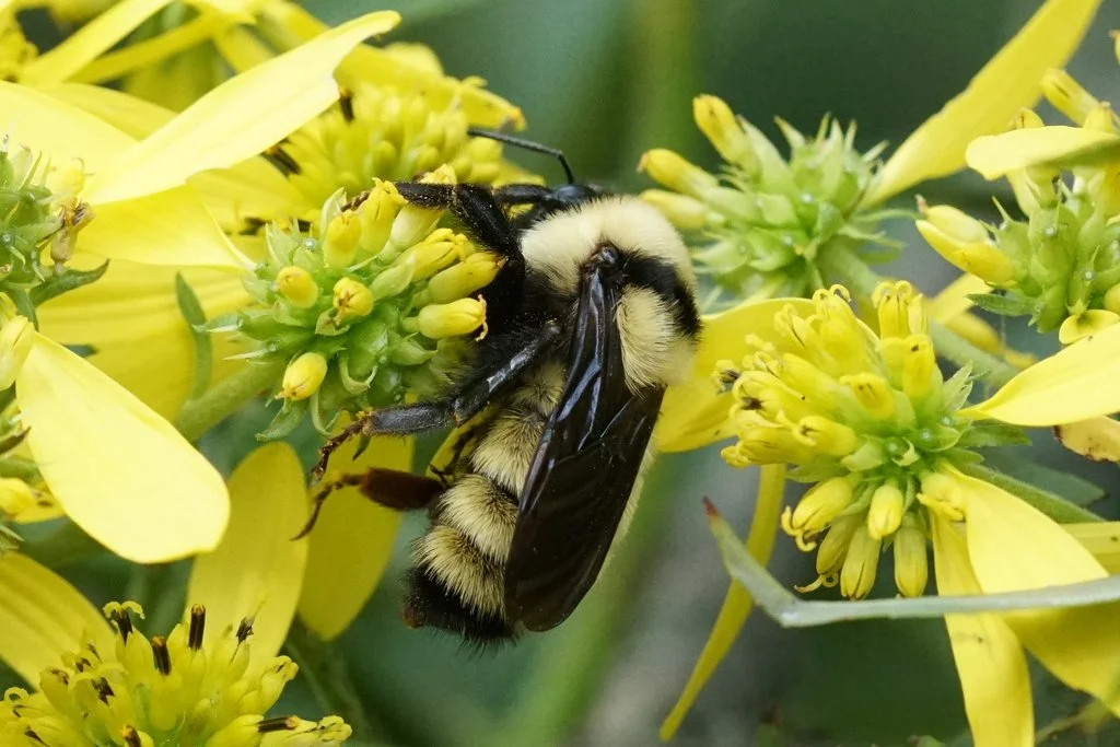 Bee Diversity — Northeast Wildlife Team