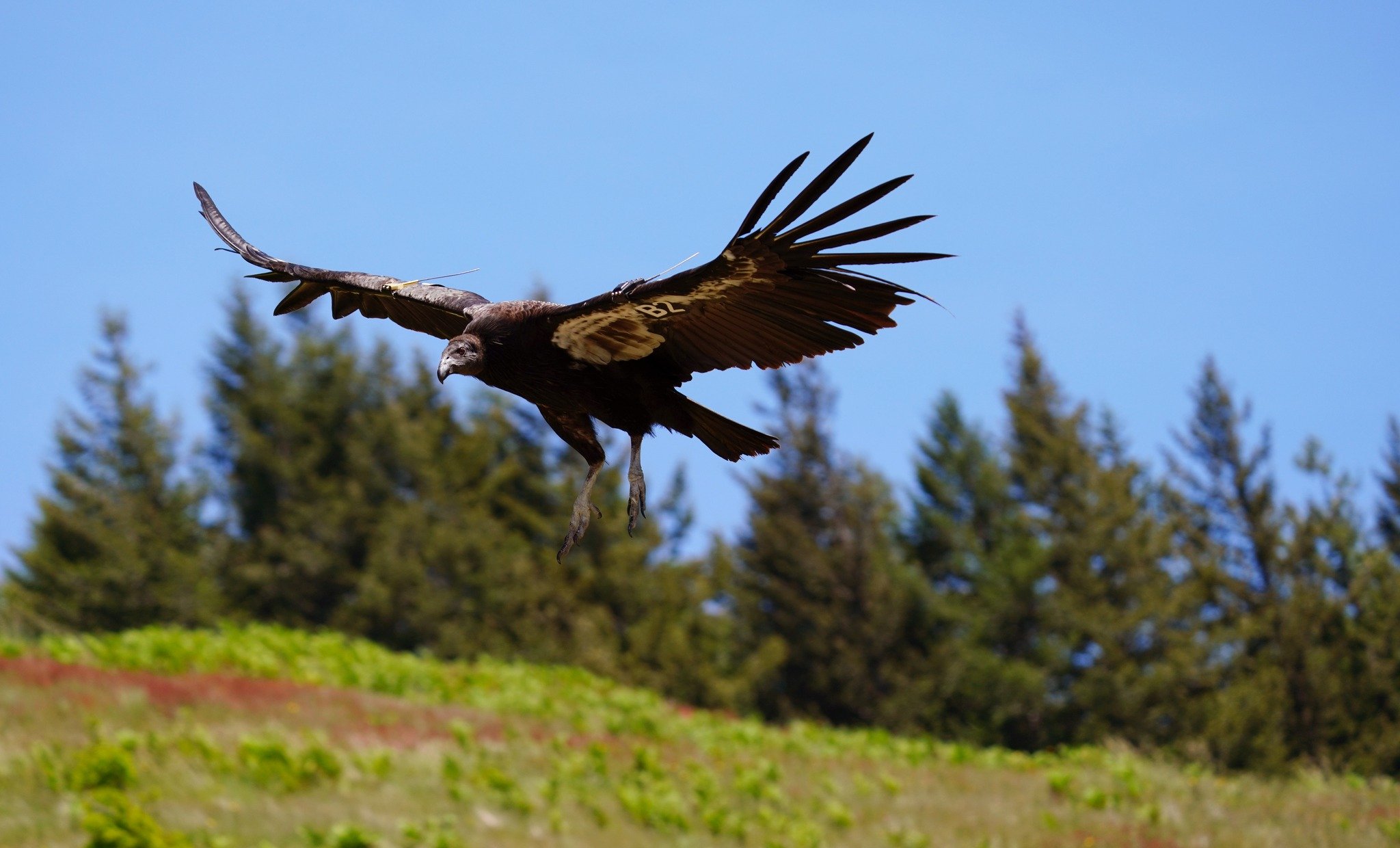 Mendocino Coast Audubon Society Meeting — Mendocino Coast Audubon