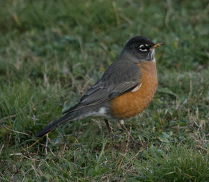 American Robin — Mendocino Coast Audubon