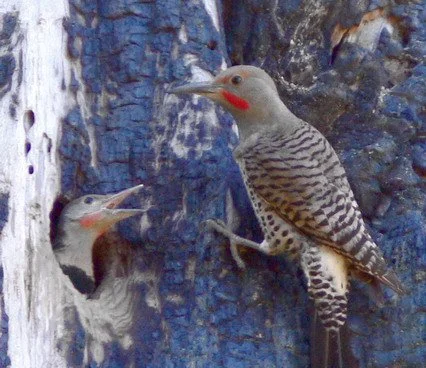 Northern Flicker — Mendocino Coast Audubon