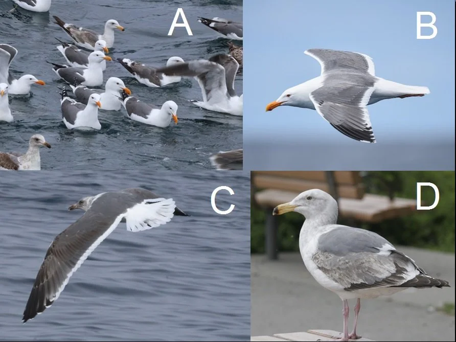 Mendo Gulls, Part 1: March - June — Mendocino Coast Audubon