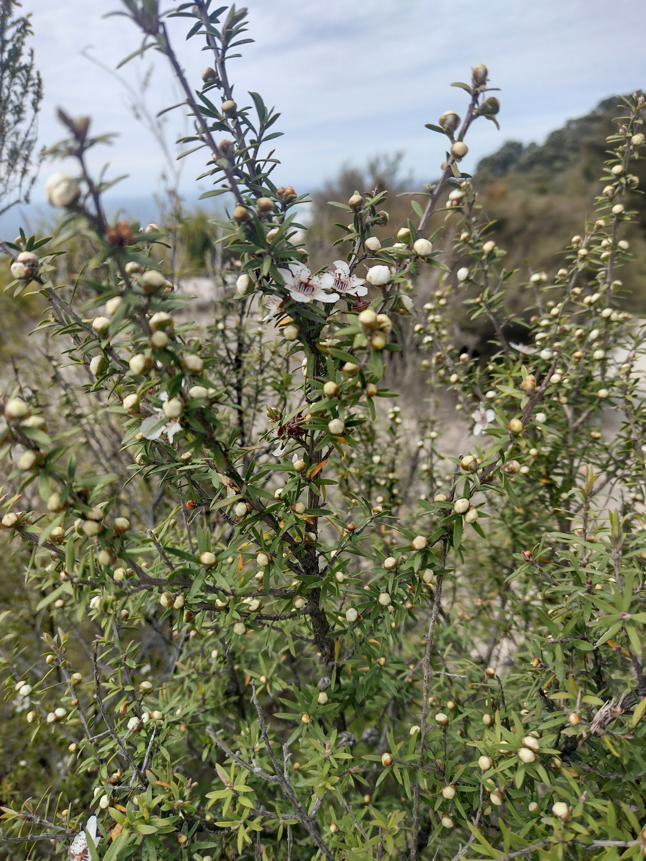 About — In the Ngahere