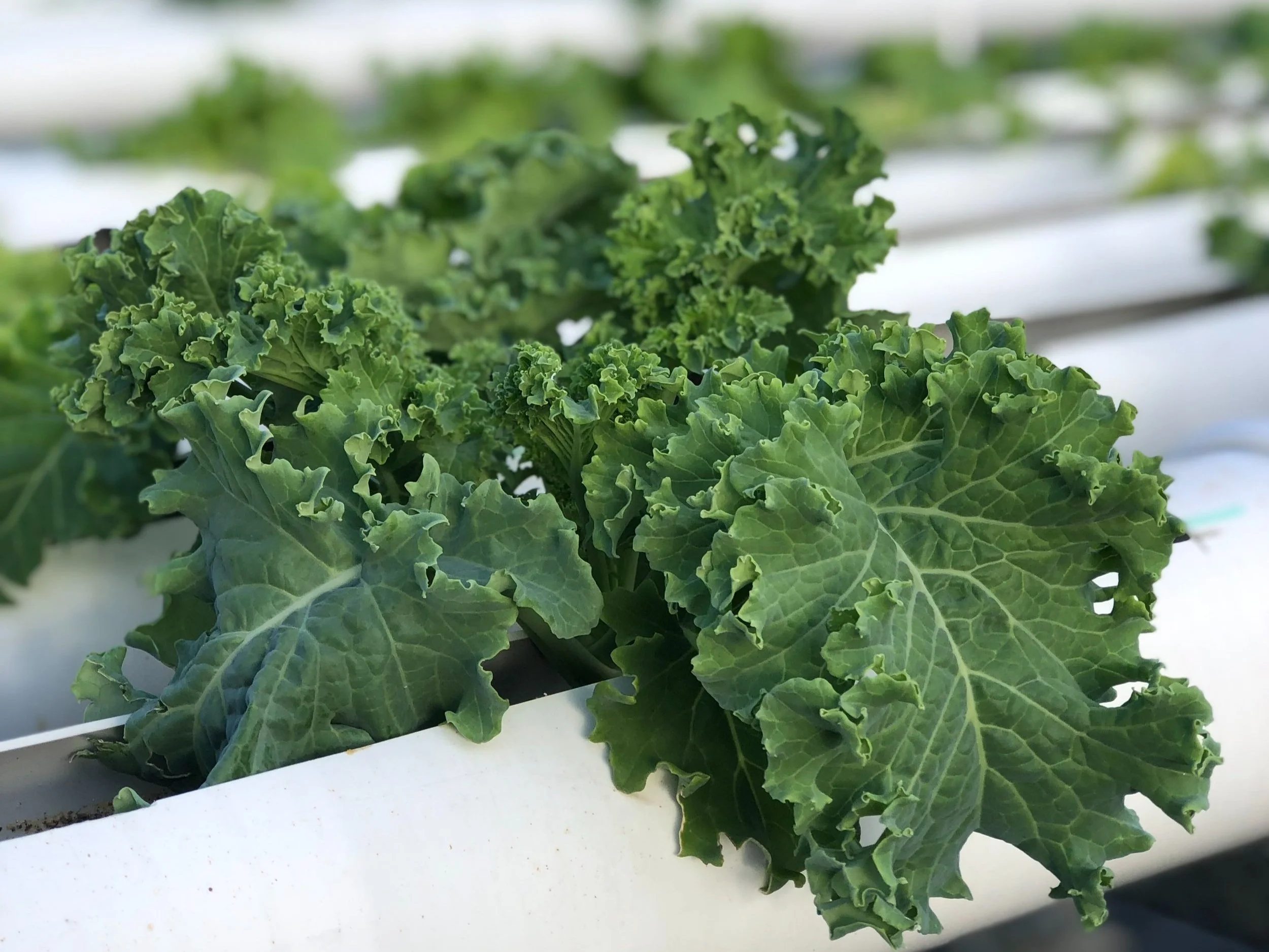 ENVIRONMENT — TTRCS