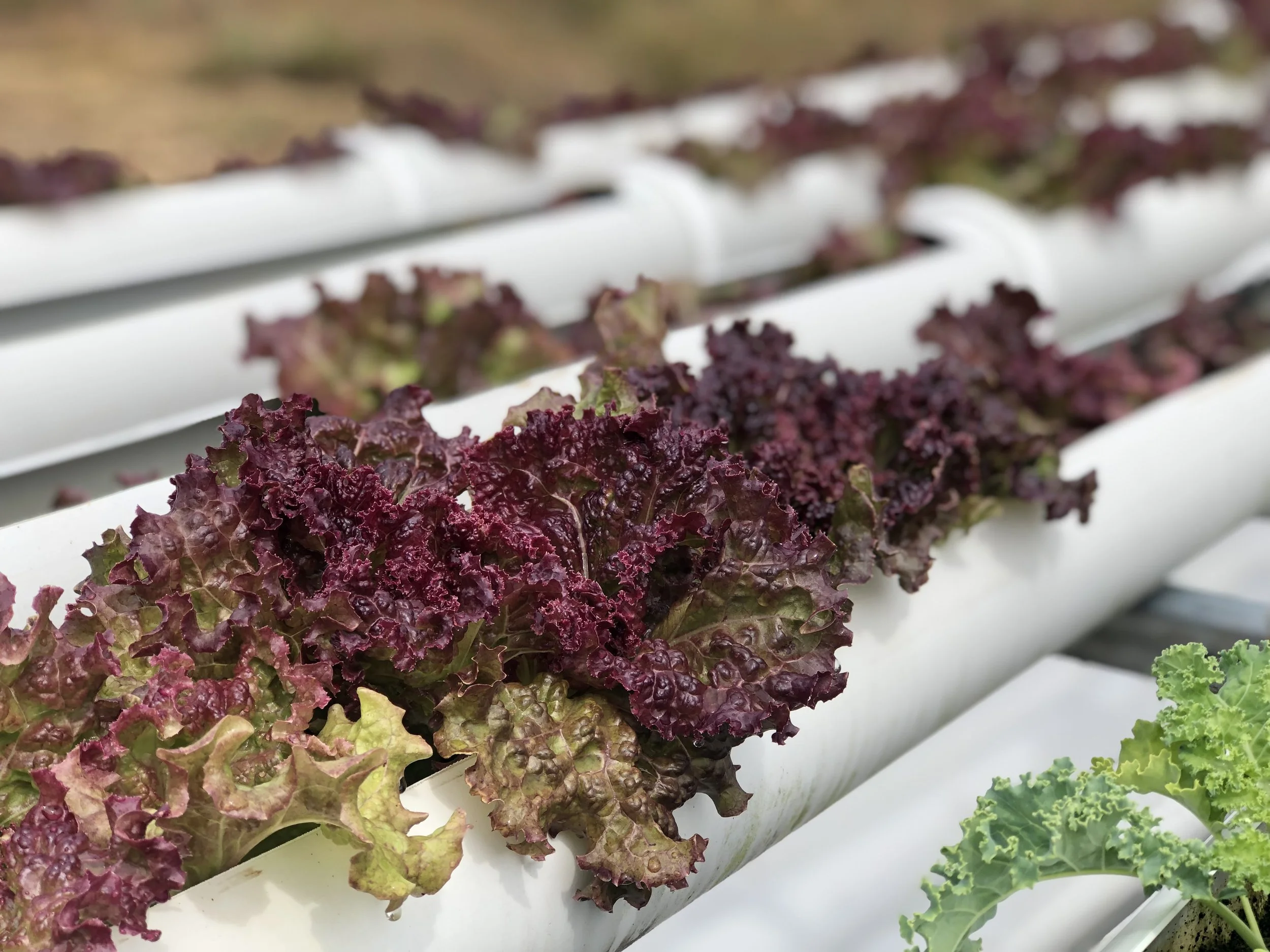 ENVIRONMENT — TTRCS