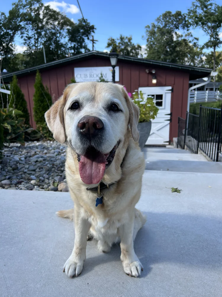 Gallery — The Cub Room