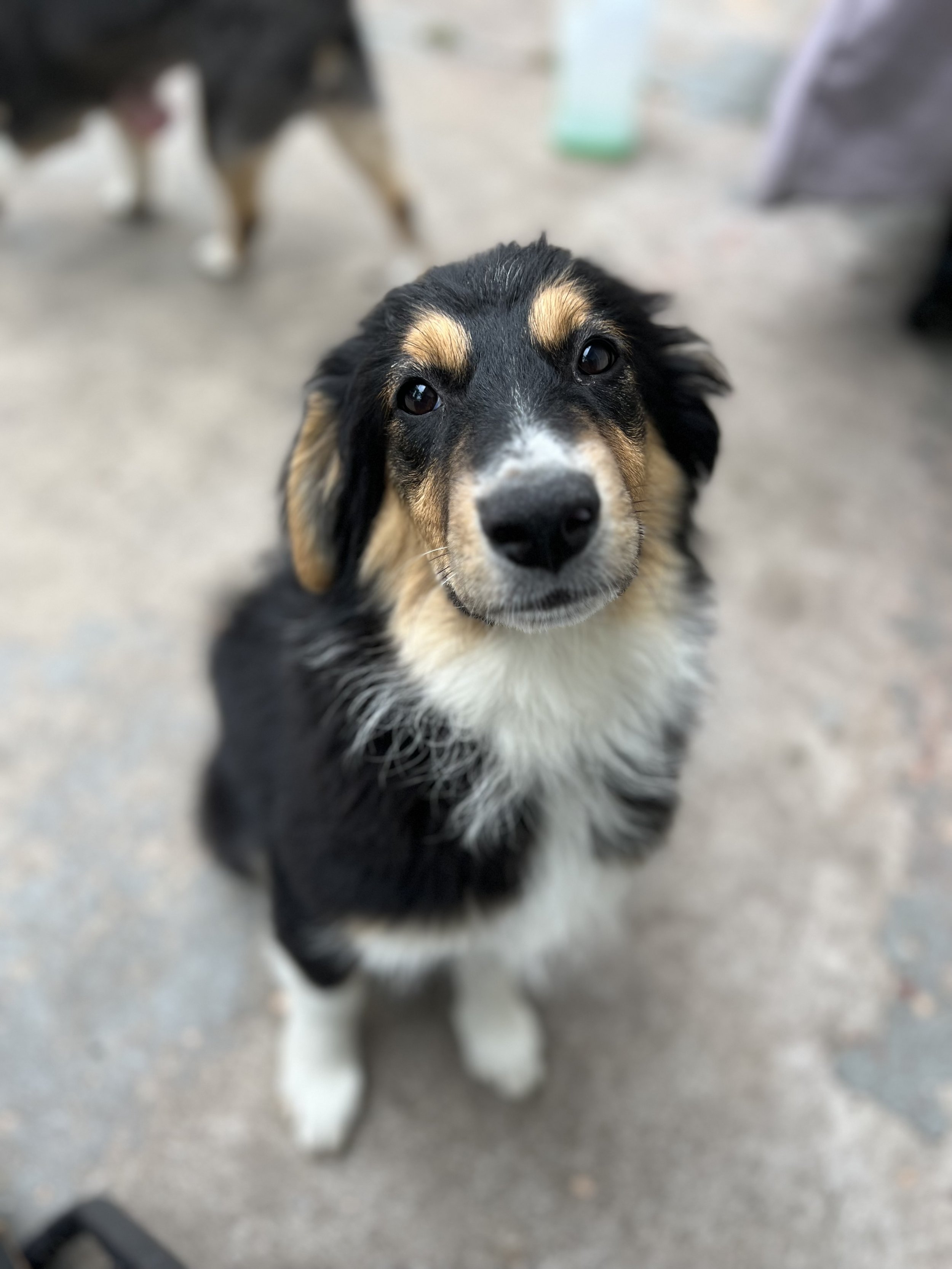 Real Life Dog Training