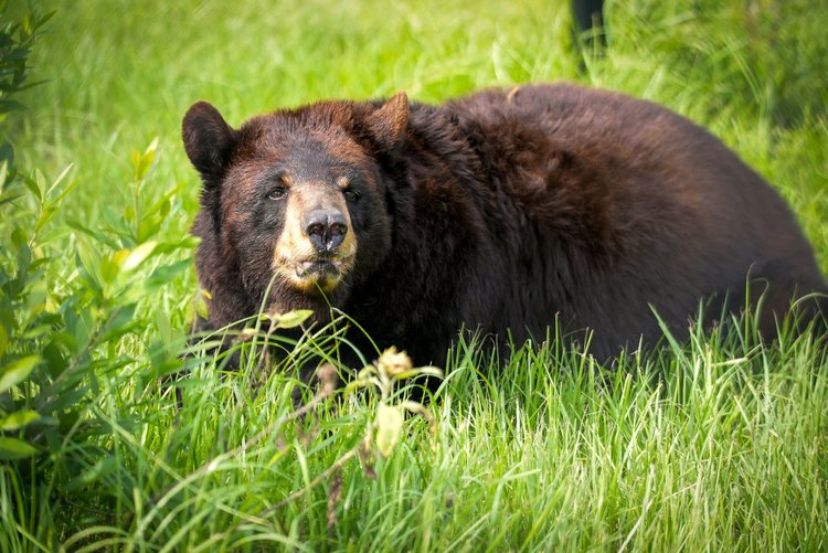 Adopt an Animal — Busch Wildlife Sanctuary