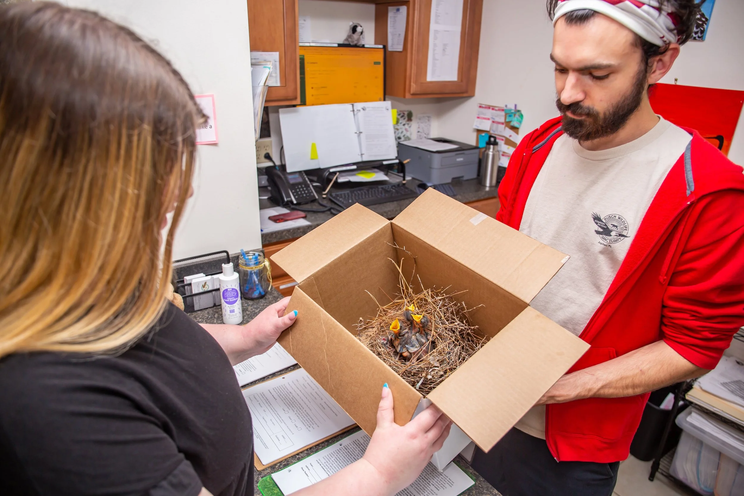 Rescue & Rehab — Busch Wildlife Sanctuary