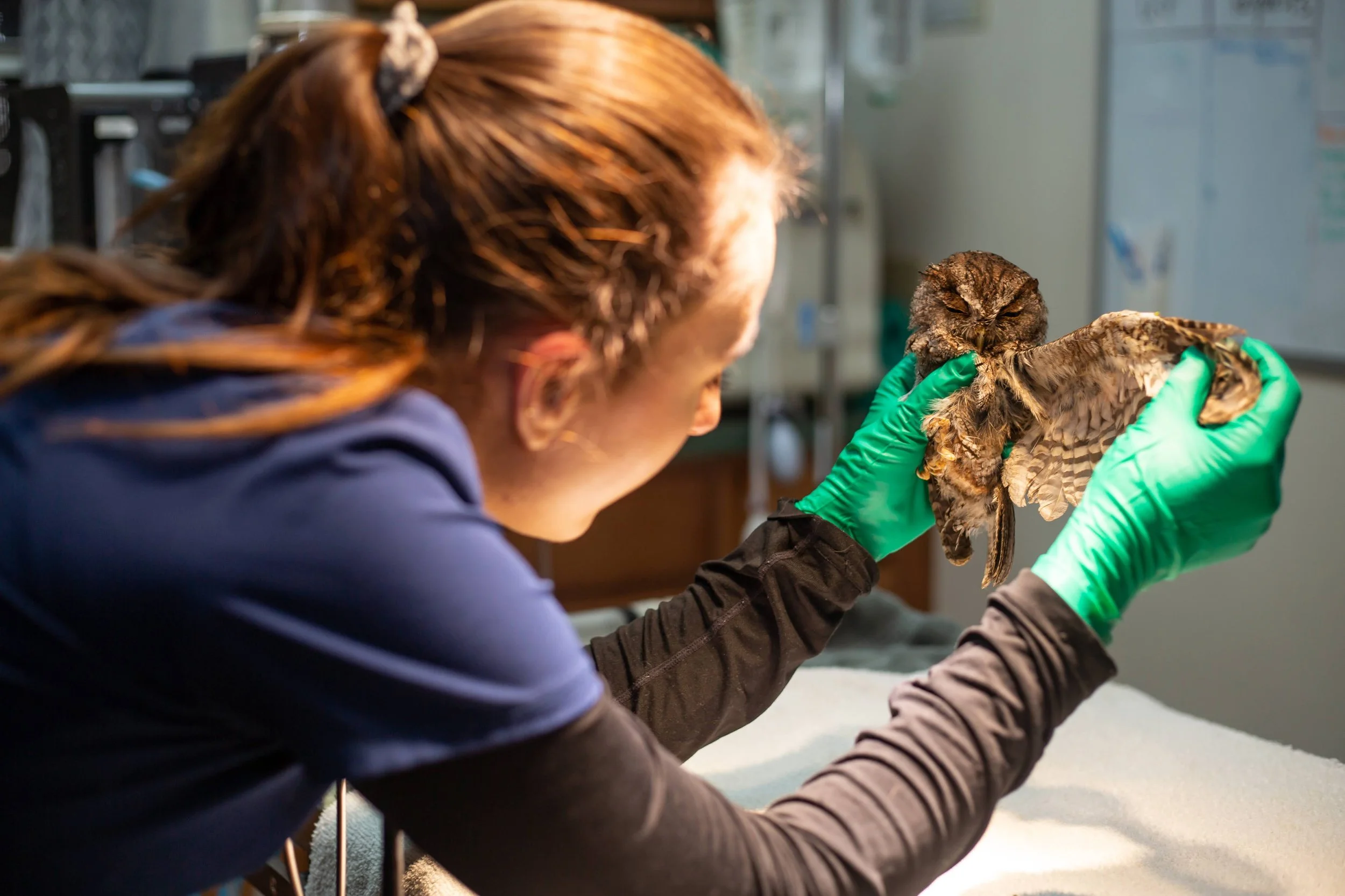 Rescue & Rehab — Busch Wildlife Sanctuary