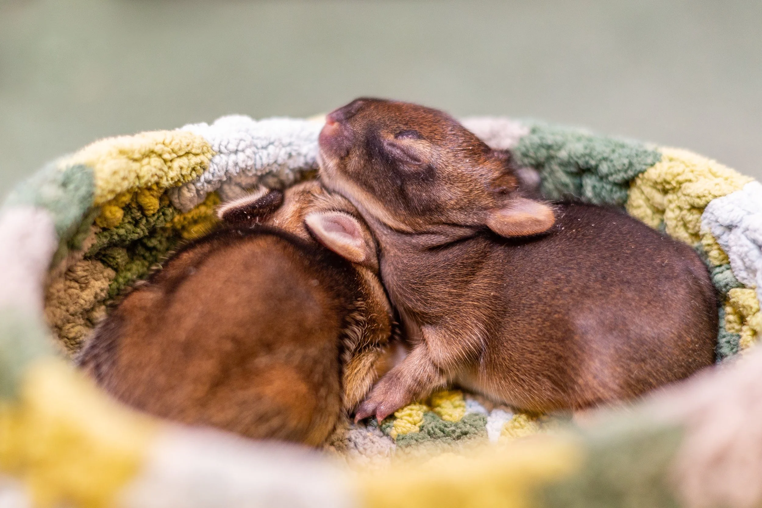 Rescue & Rehab — Busch Wildlife Sanctuary