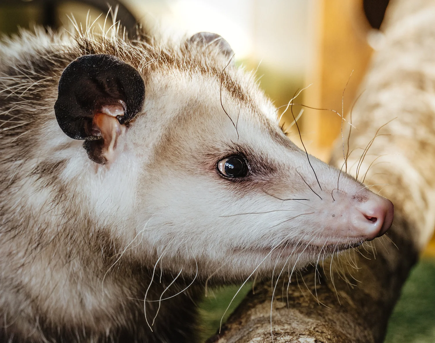 Adopt an Animal — Busch Wildlife Sanctuary