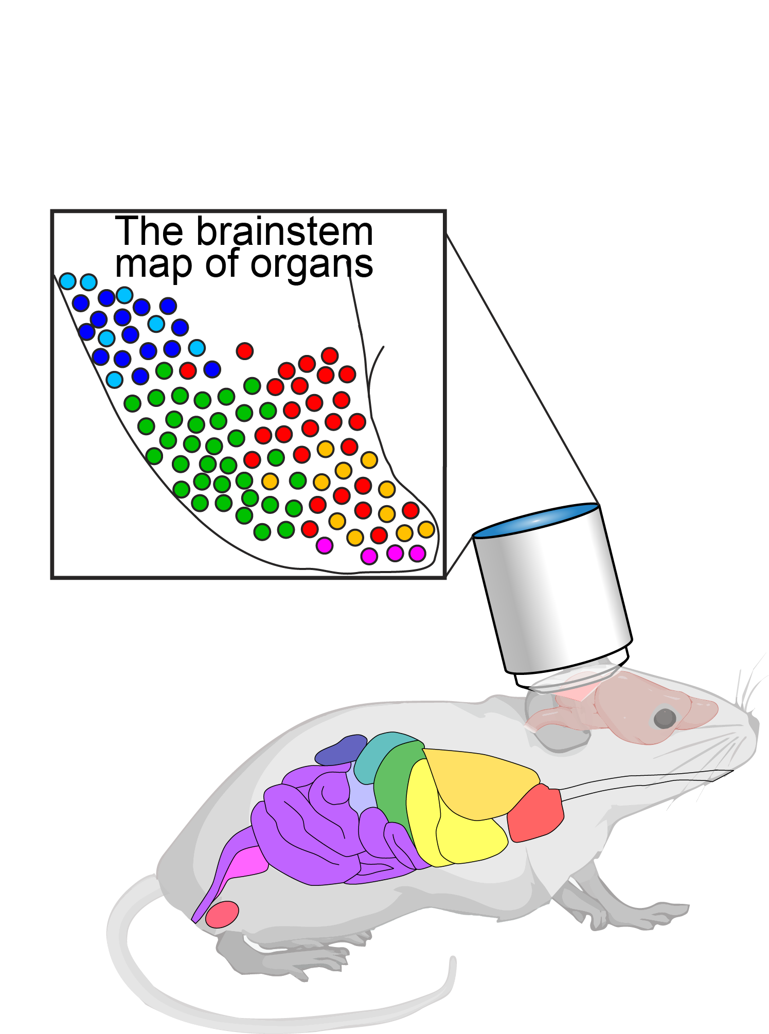 Research — Ran Lab