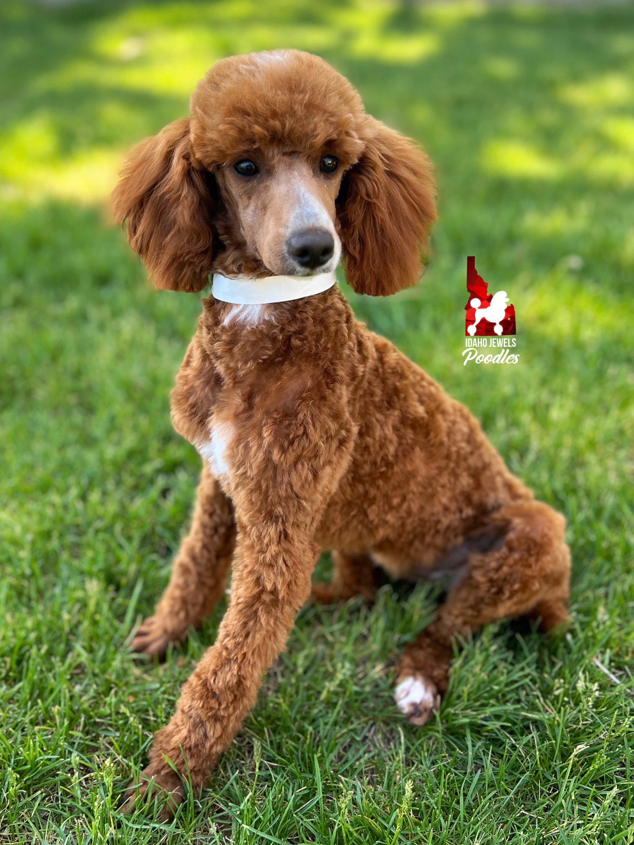 Idaho Jewels Poodles — Meet Addilynn