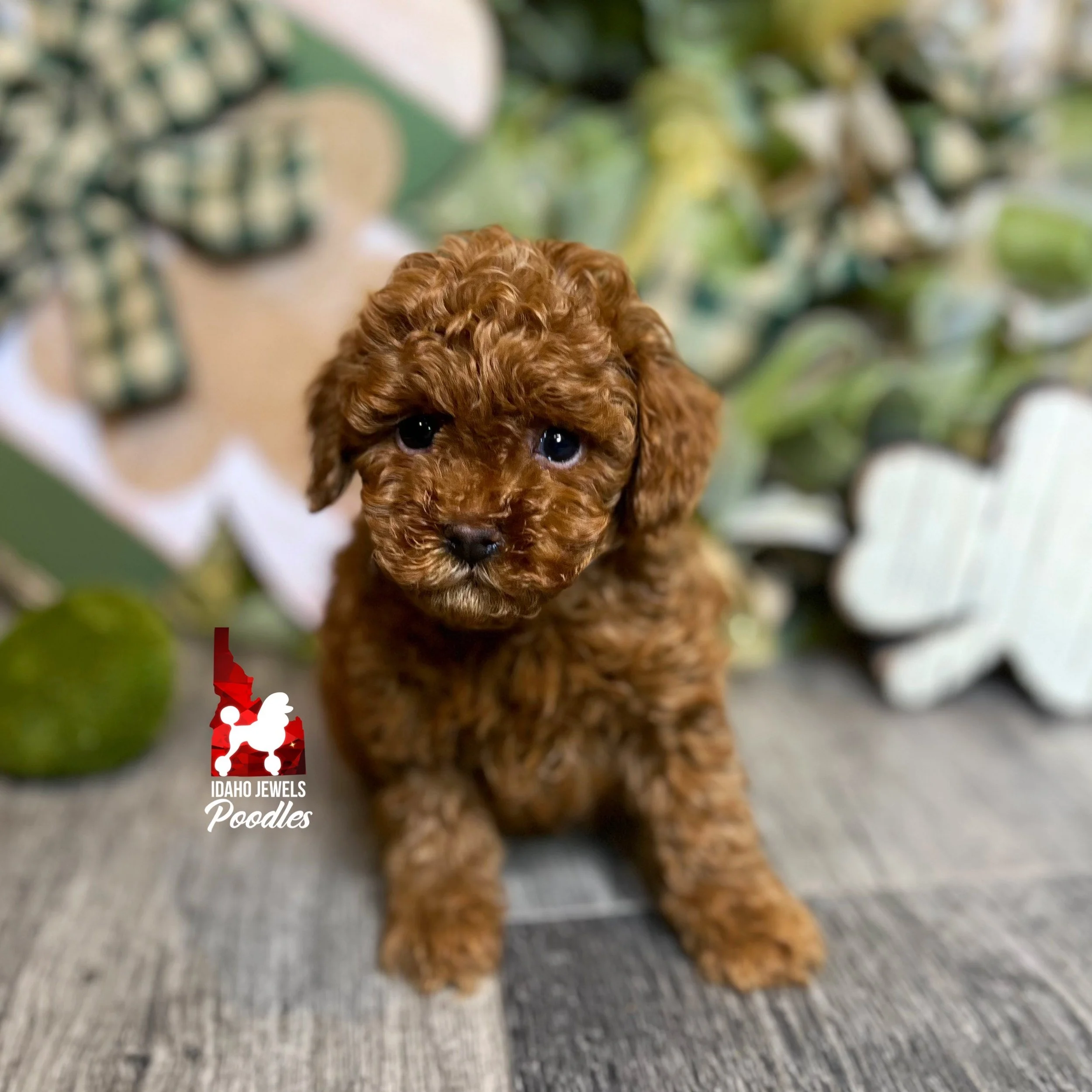 Idaho Jewels Poodles — Meet Stormee