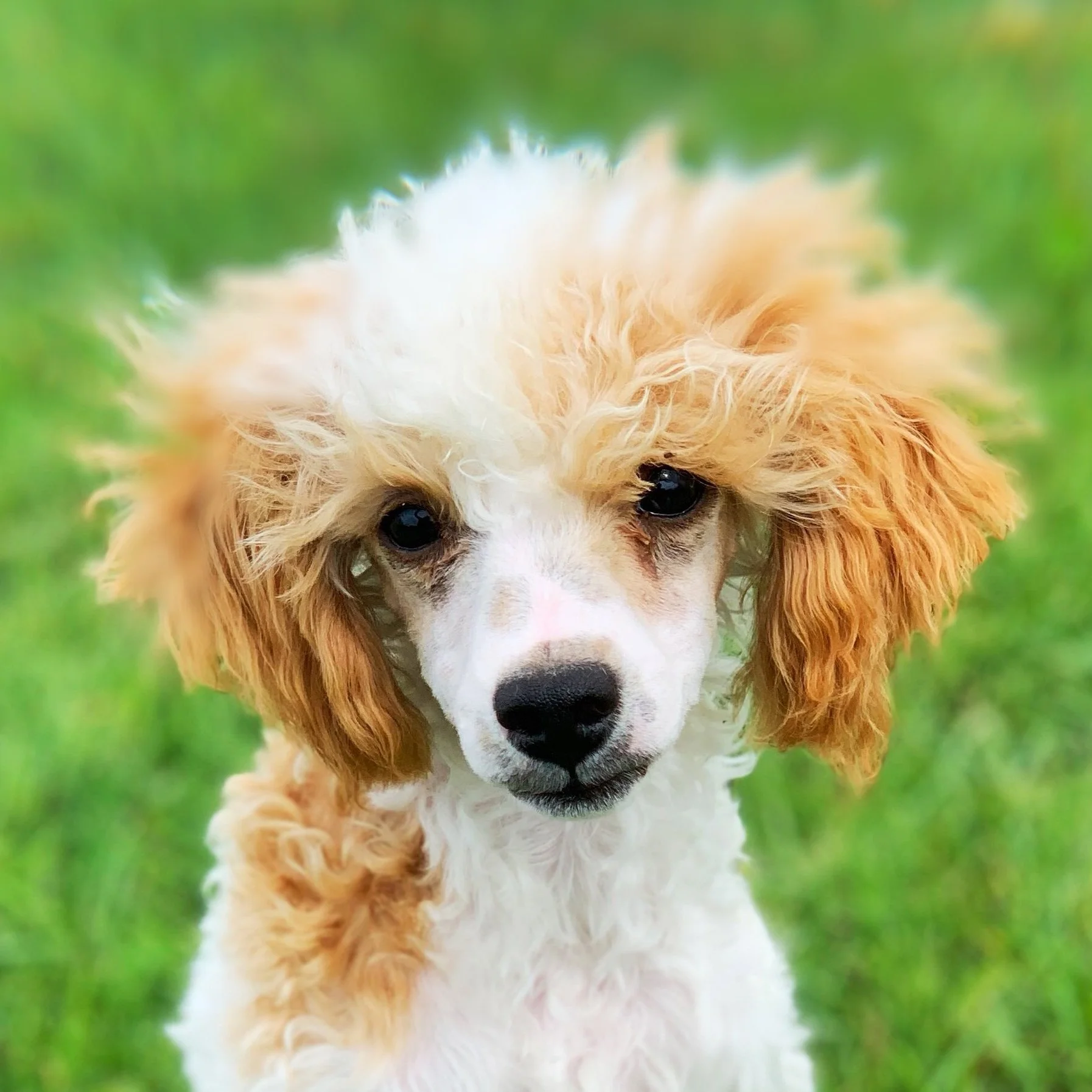 Idaho Jewels Poodles — Waiting Lists & Upcoming Litters
