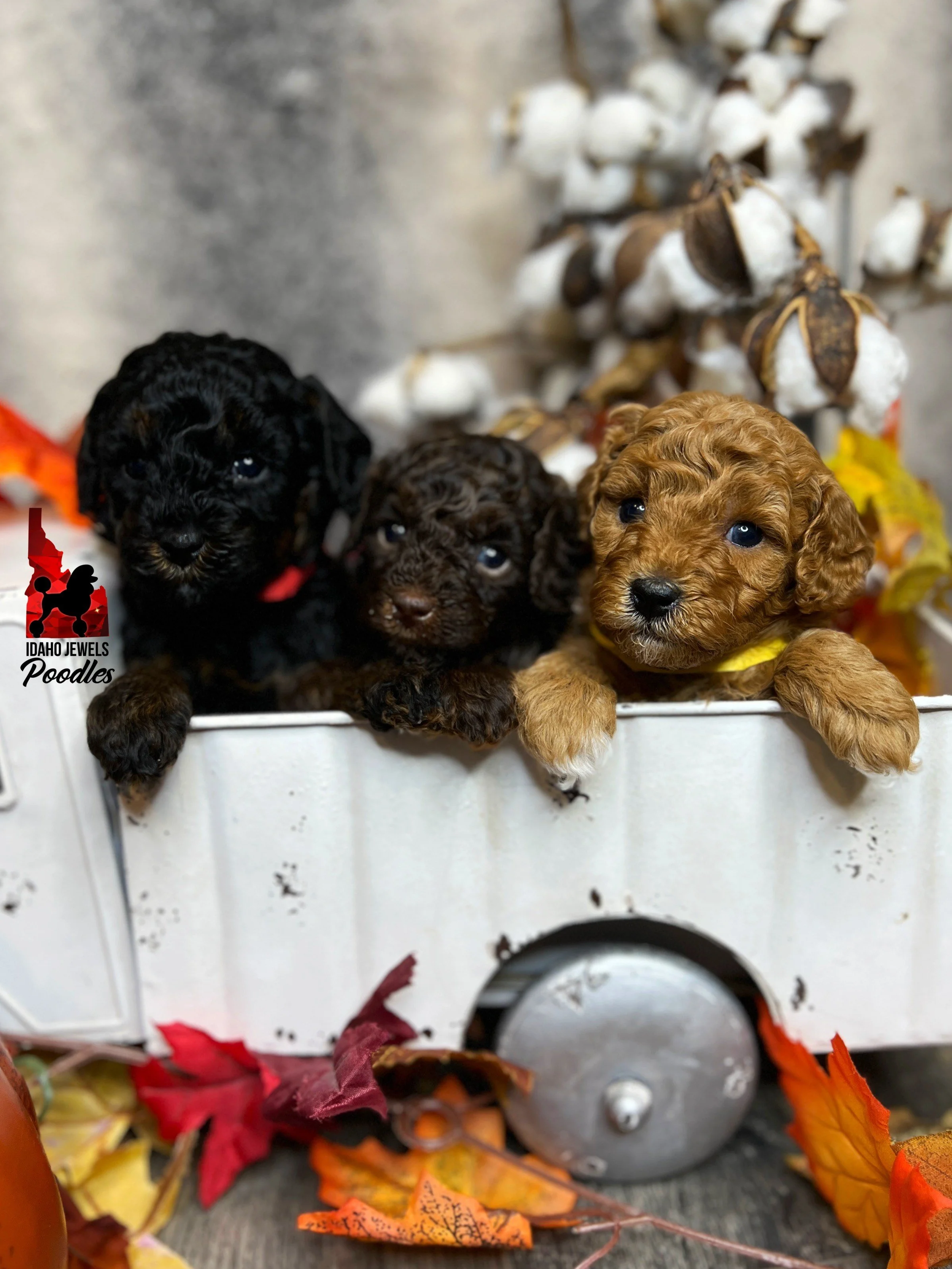 Idaho Jewels Poodles — Meet Stormee