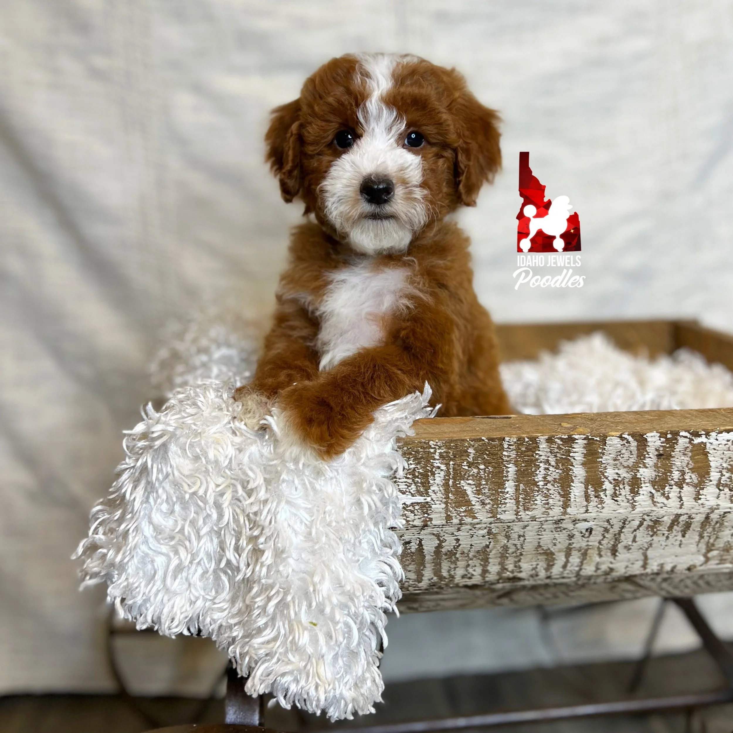 Idaho Jewels Poodles — Meet Junebug