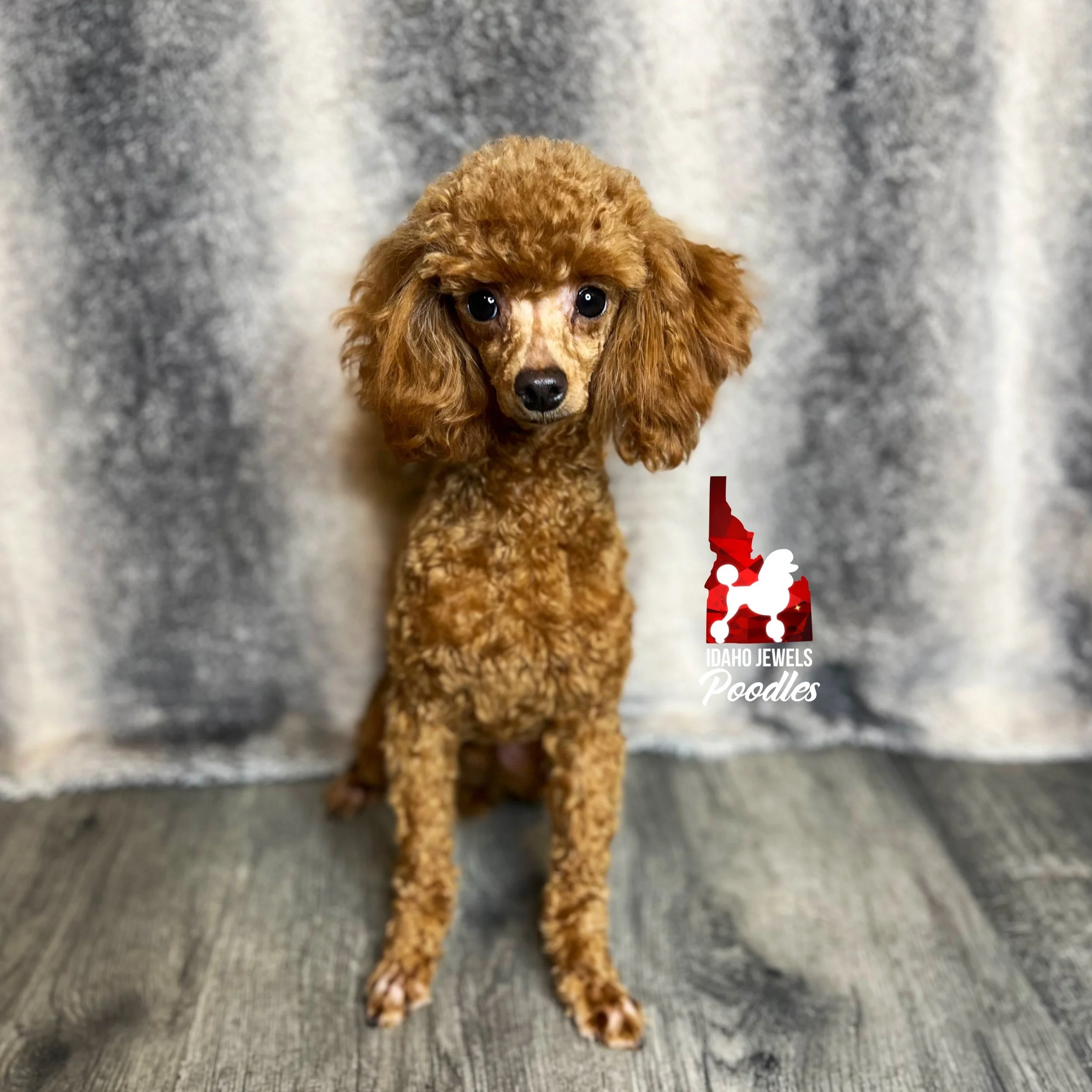 Twix, Brown Phantom Parti-Factored Mini Poodle (Stud Service) — Idaho ...