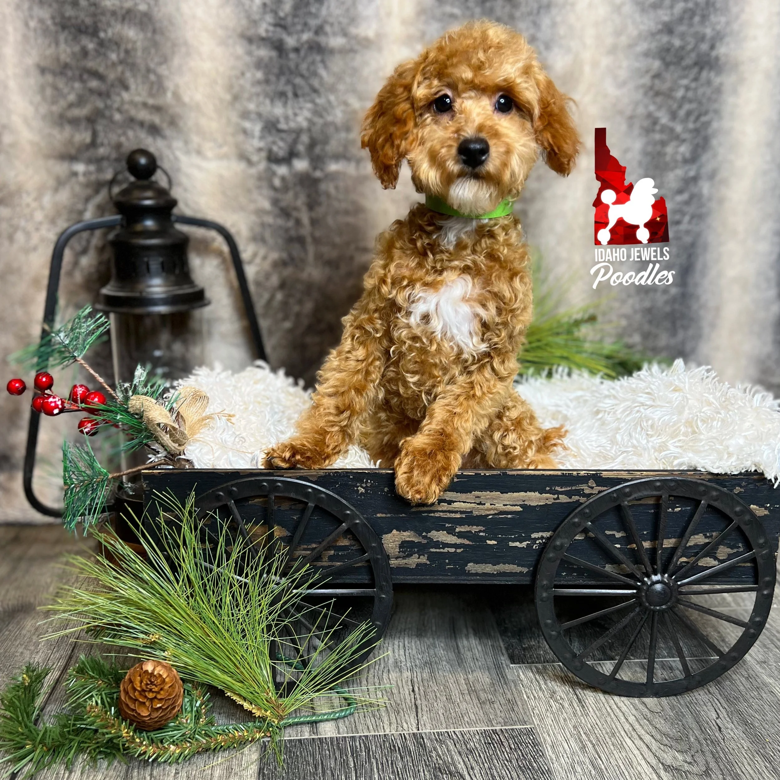 Idaho Jewels Poodles — Ivy, Red Abstract Toy Girl (Guardianship)
