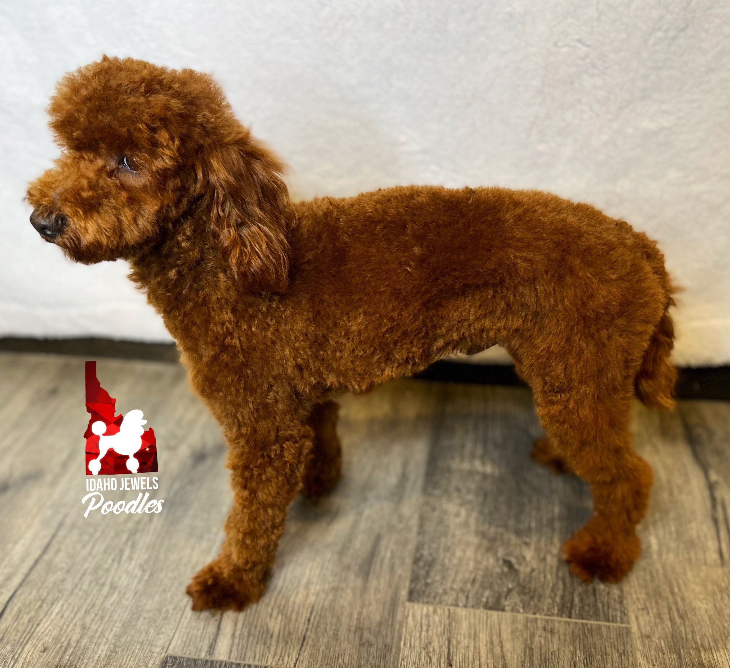 Idaho Jewels Poodles — Stud Services