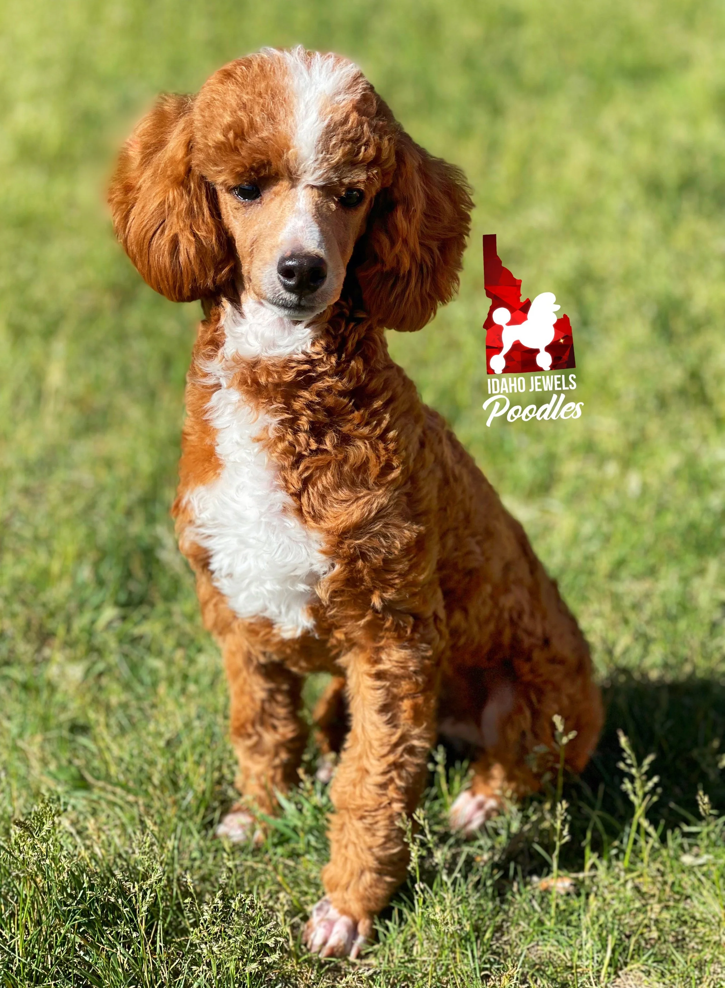 Idaho Jewels Poodles — Meet the Parents