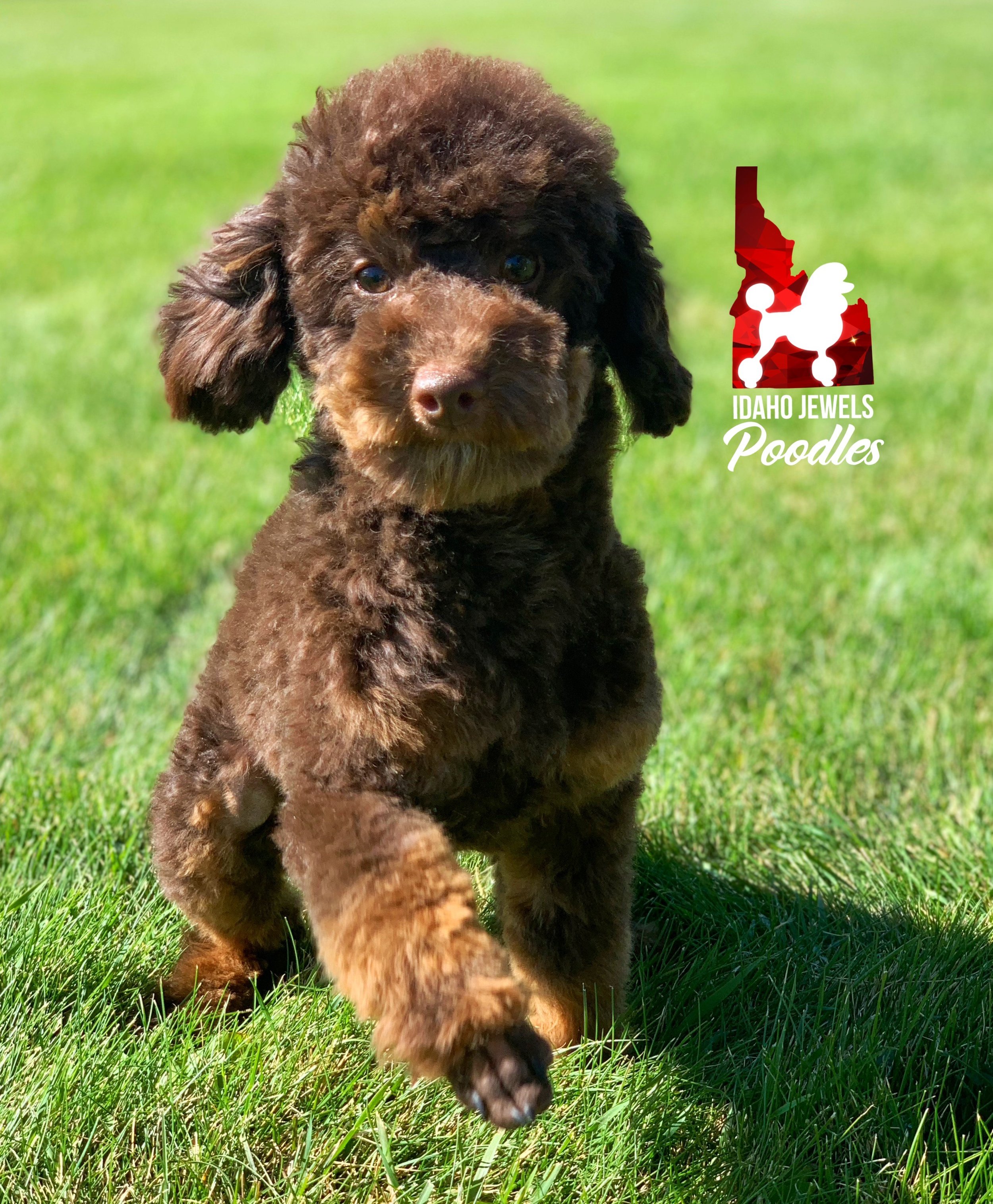 Idaho Jewels Poodles — Stud Services