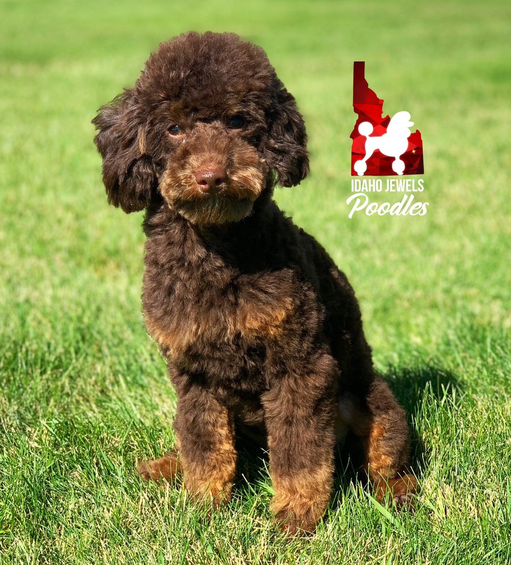 Idaho Jewels Poodles