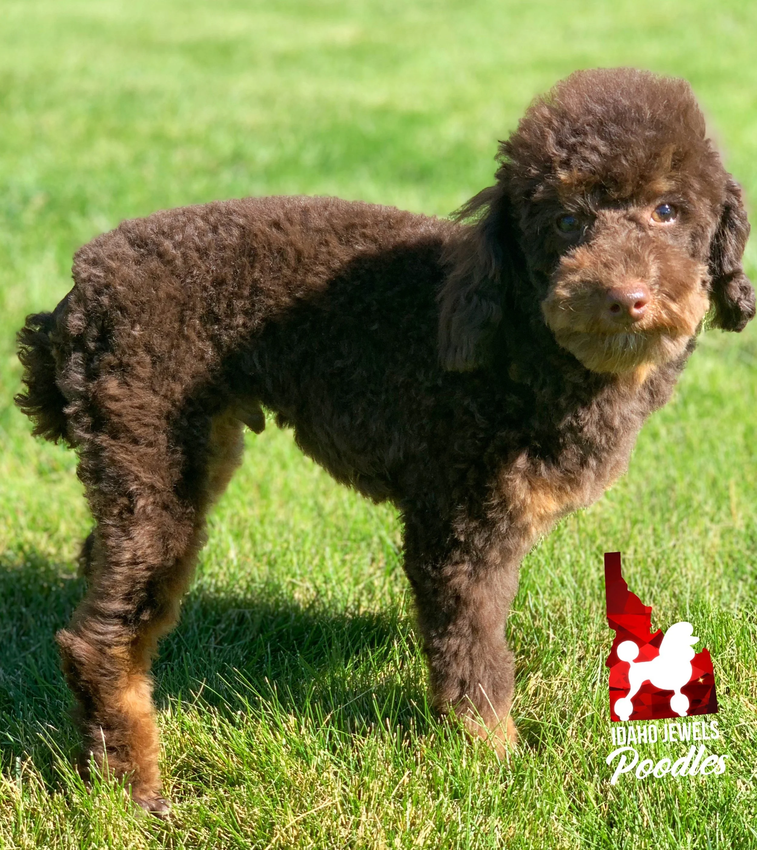 Idaho Jewels Poodles — Stud Services
