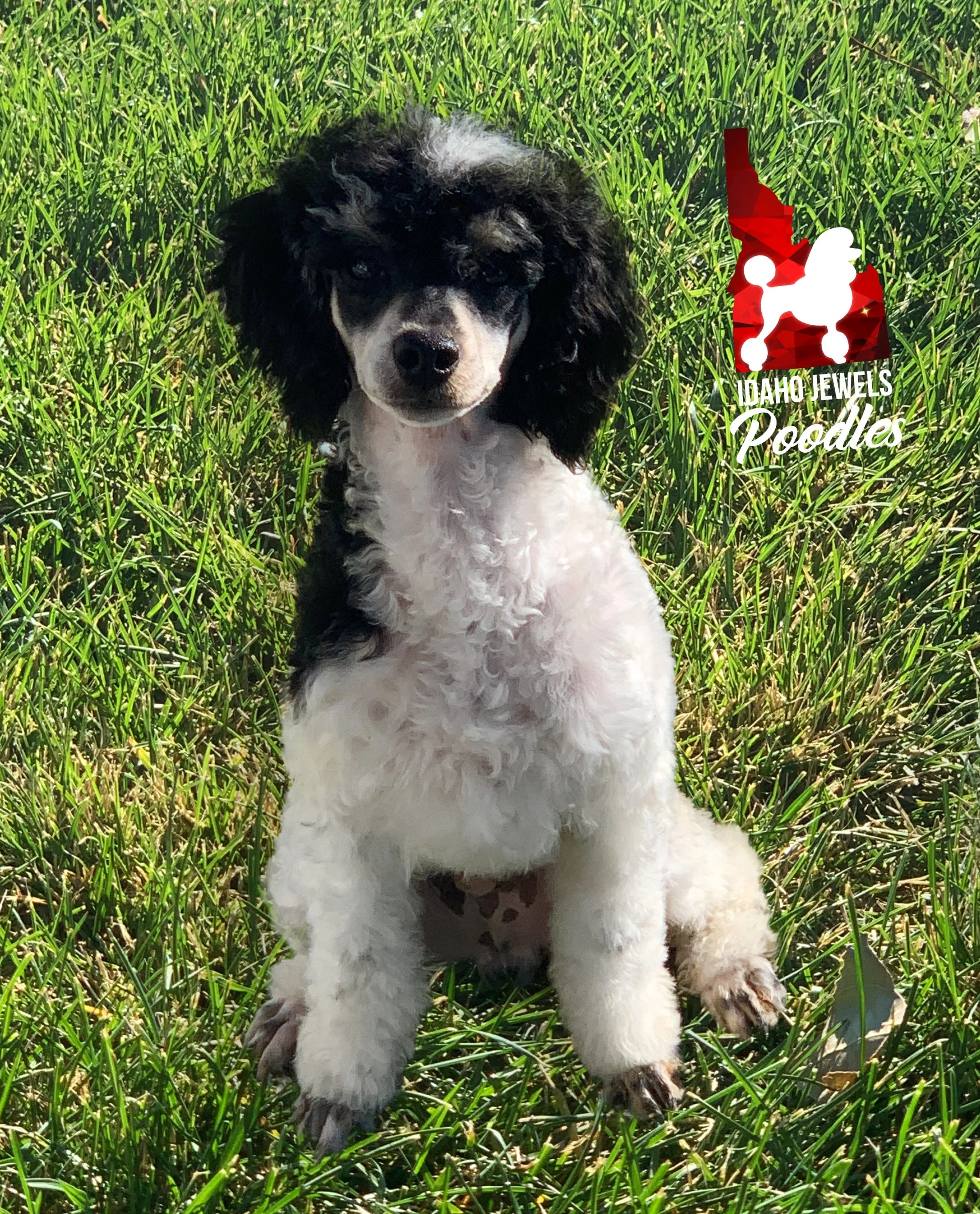 Idaho Jewels Poodles — Twix, Brown Phantom Parti-Factored Mini Poodle ...