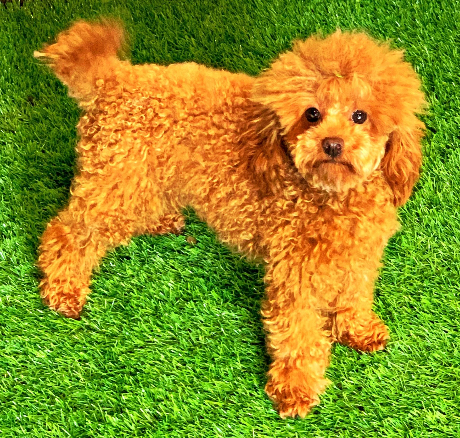 Idaho Jewels Poodles — Thor, Red "Tiny Toy" Poodle (Stud Service)