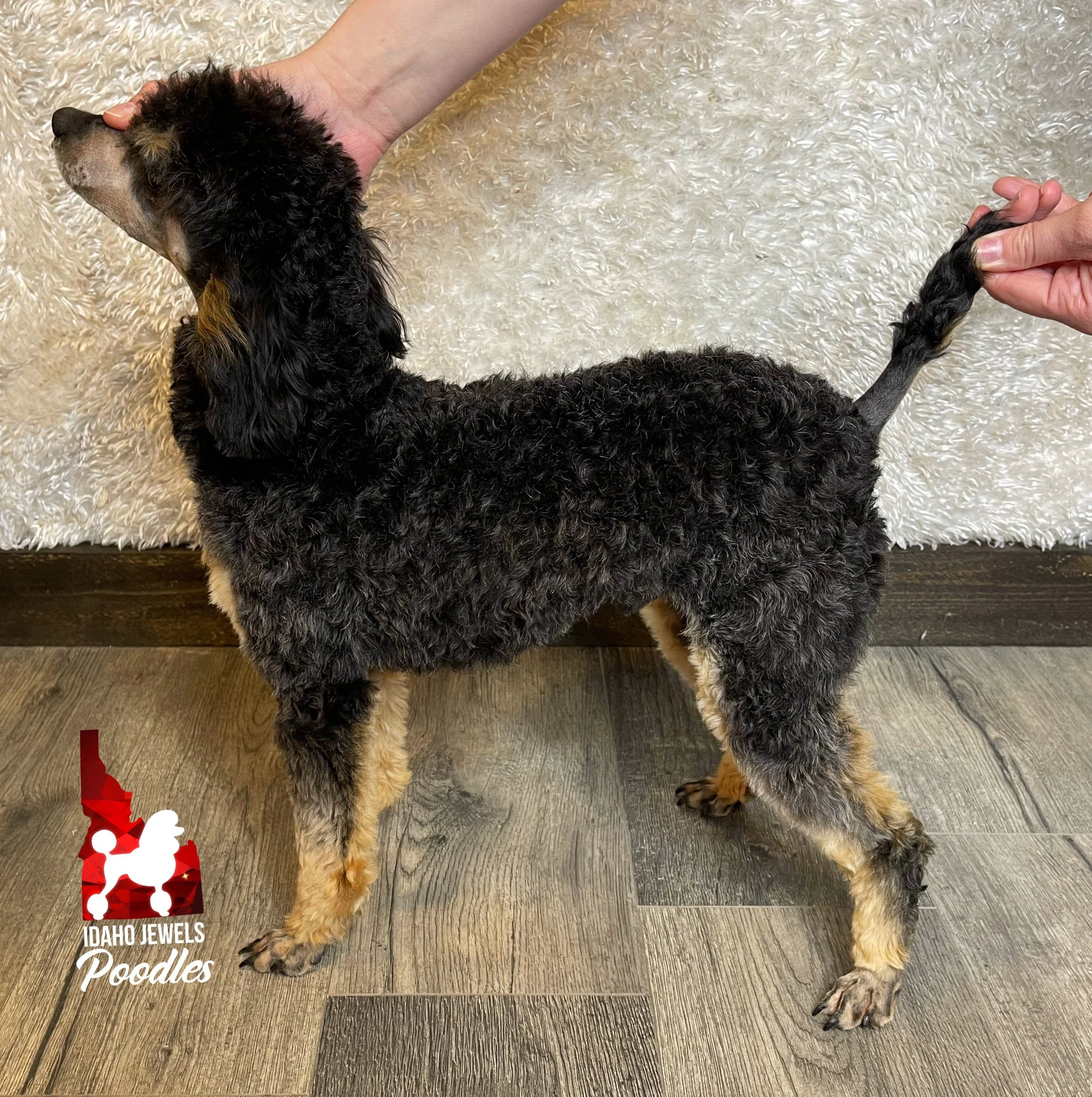 Idaho Jewels Poodles — Stud Services