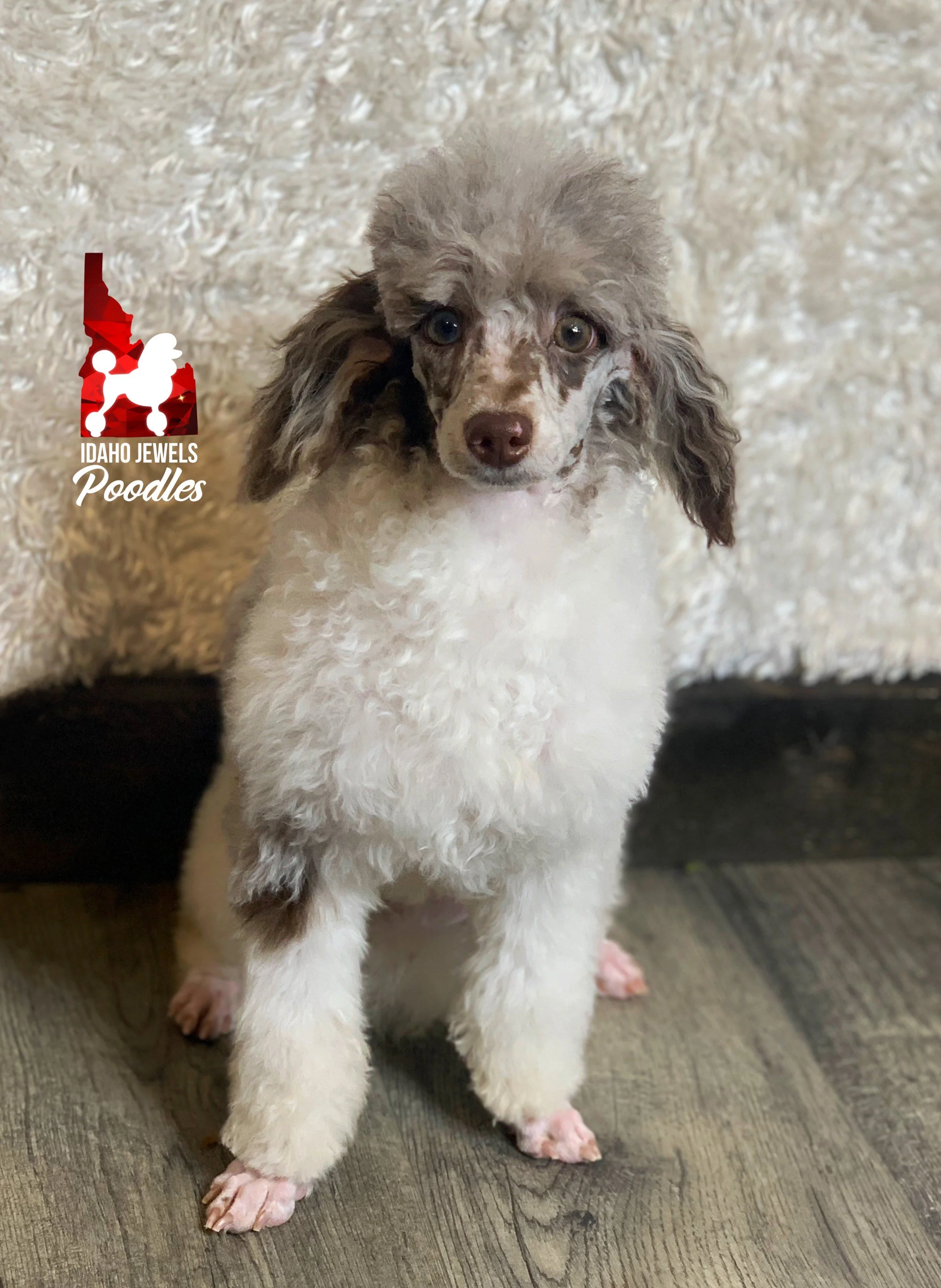 Idaho Jewels Poodles — Twix, Brown Phantom Parti-Factored Mini Poodle ...