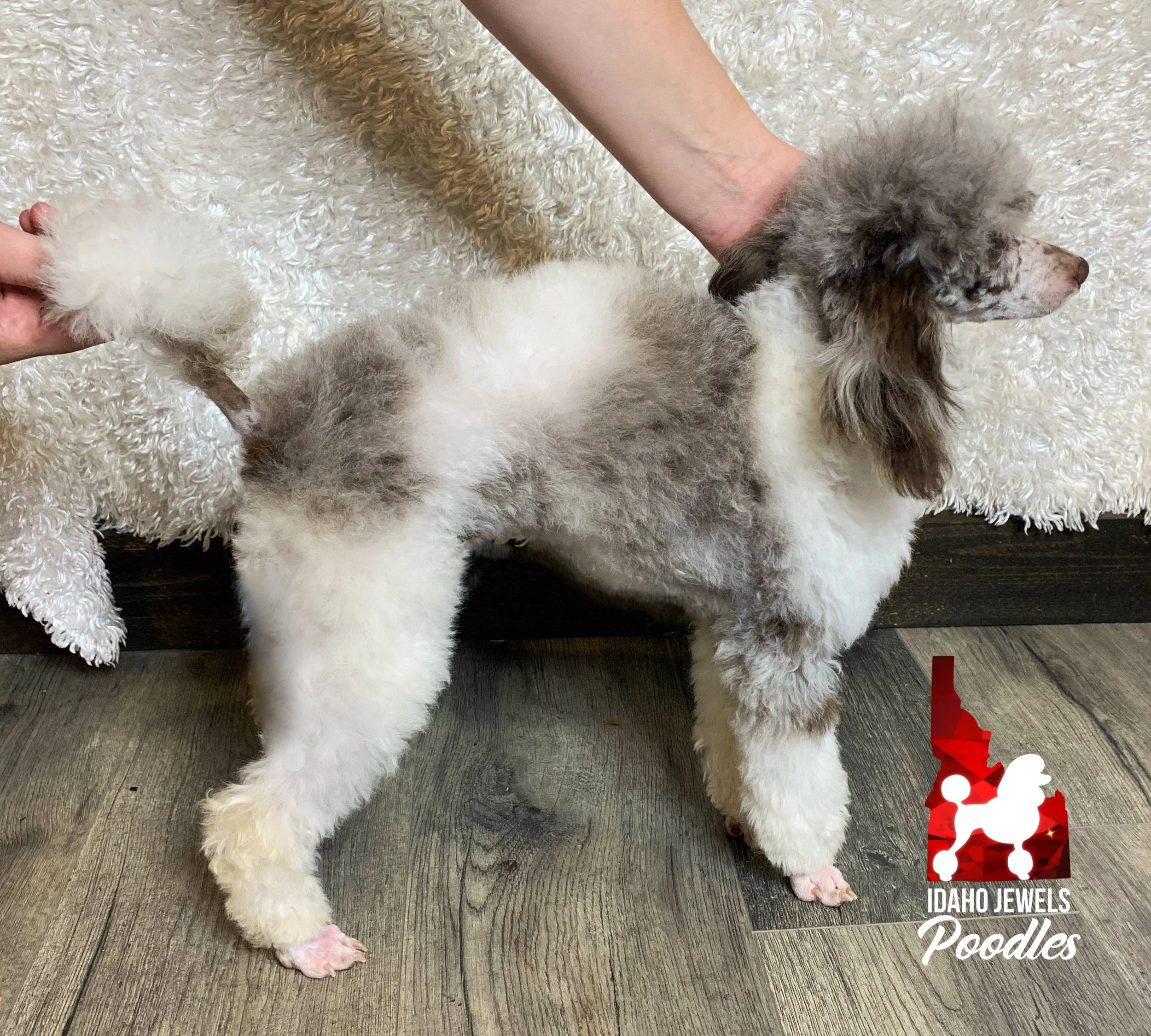 Idaho Jewels Poodles — Stud Services