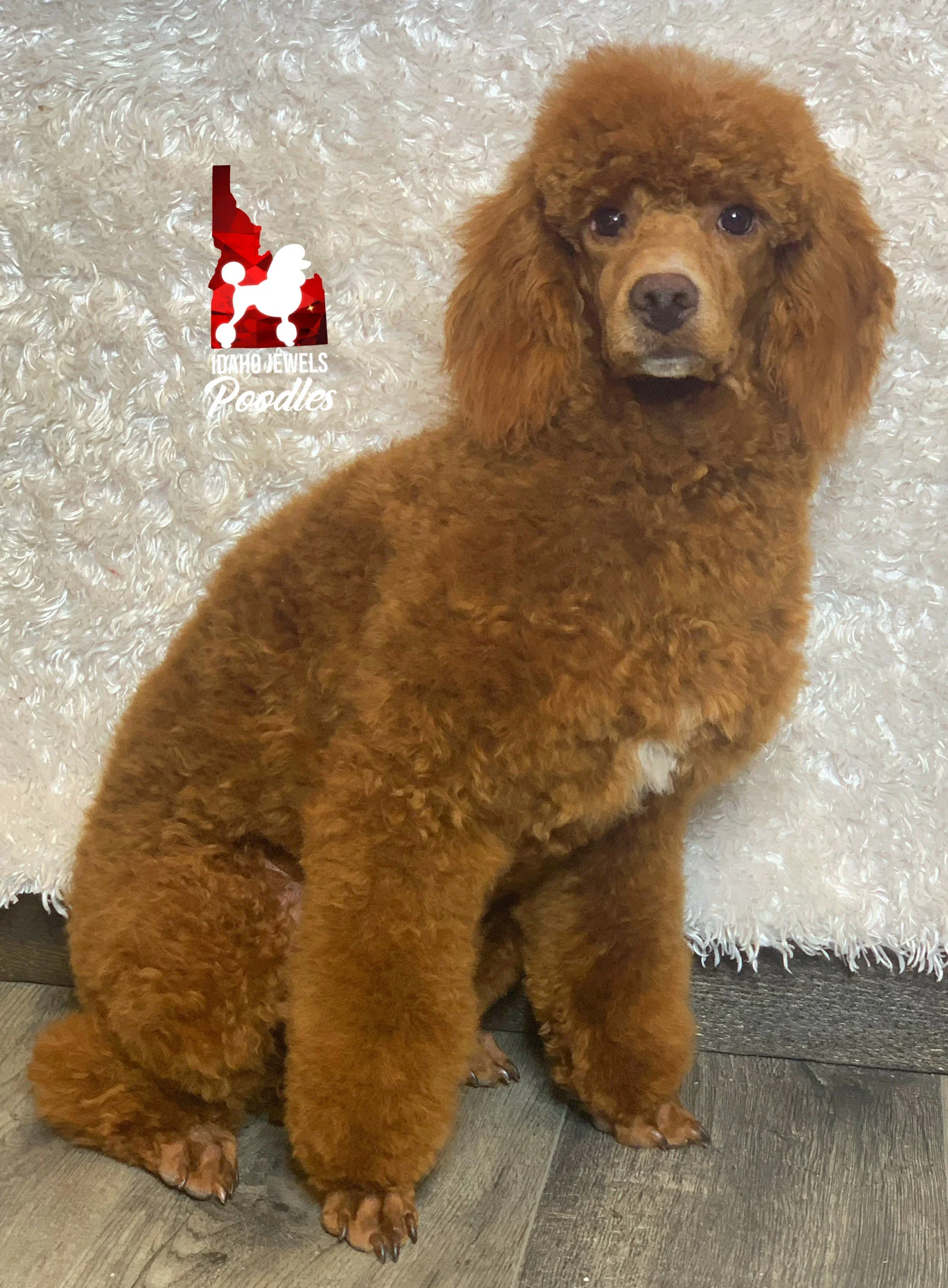 Idaho Jewels Poodles — Meet the Parents