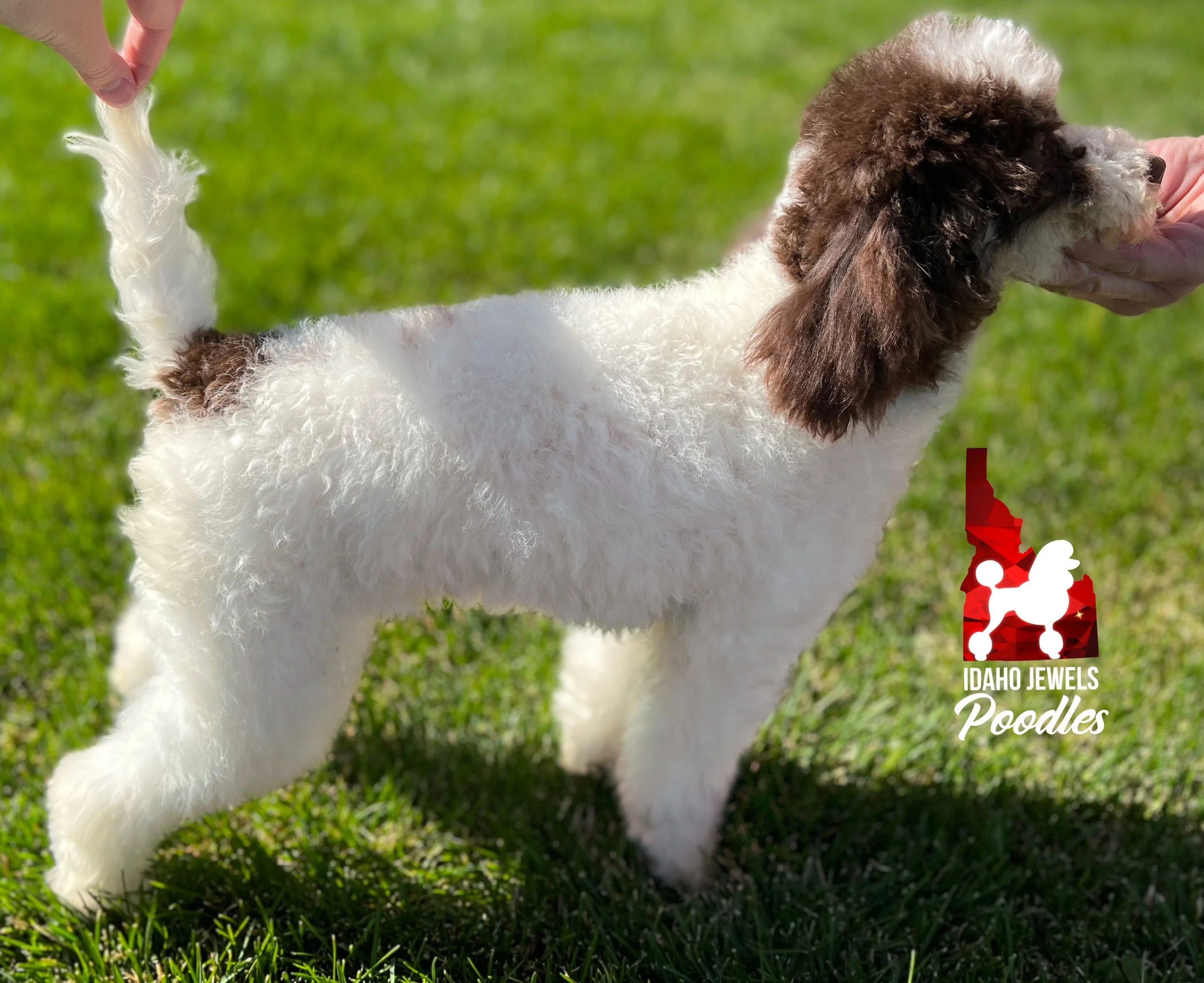 Idaho Jewels Poodles — Nova, Brown Parti Small Mini Girl (Guardianship)