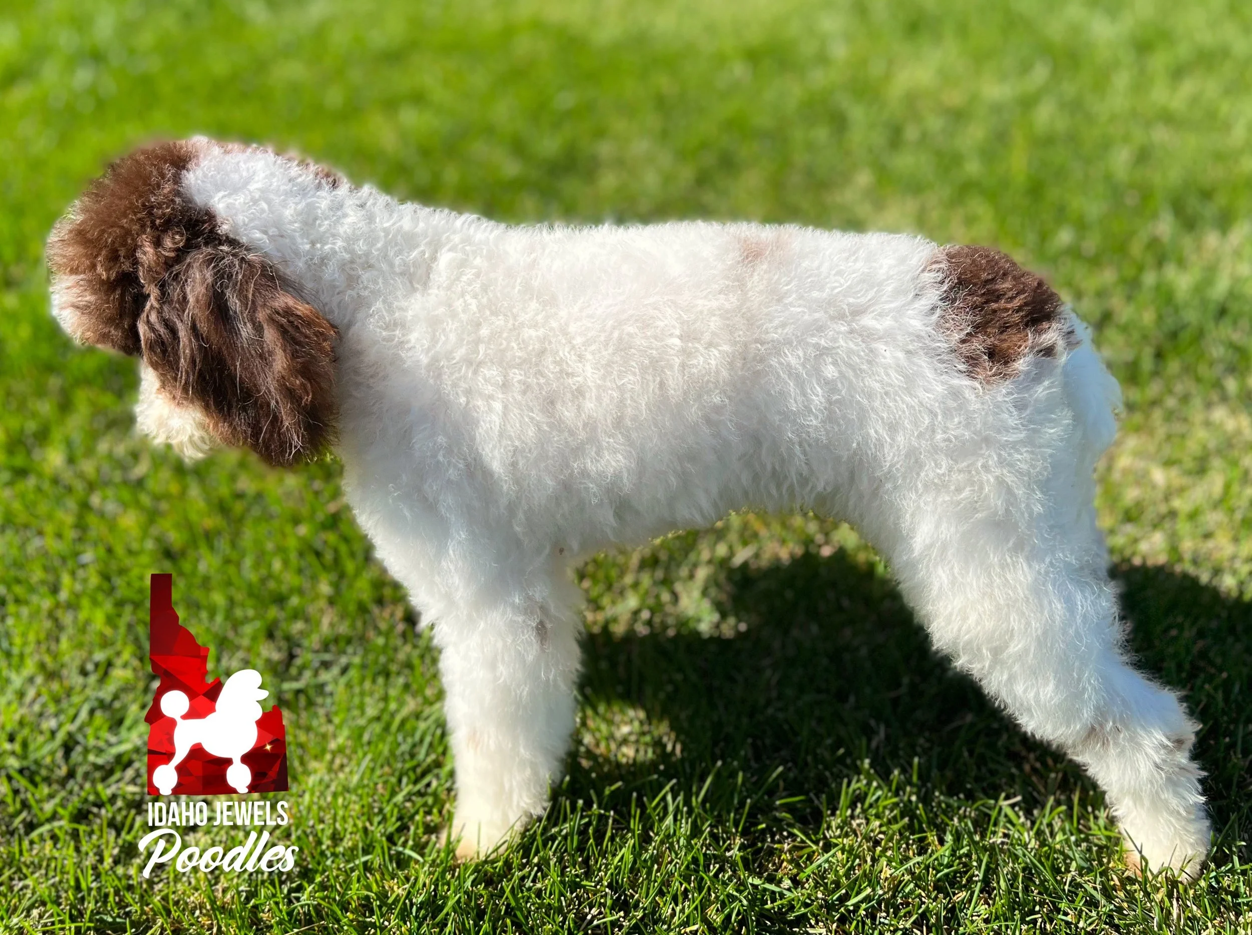 Idaho Jewels Poodles — Nova, Brown Parti Small Mini Girl (Guardianship)