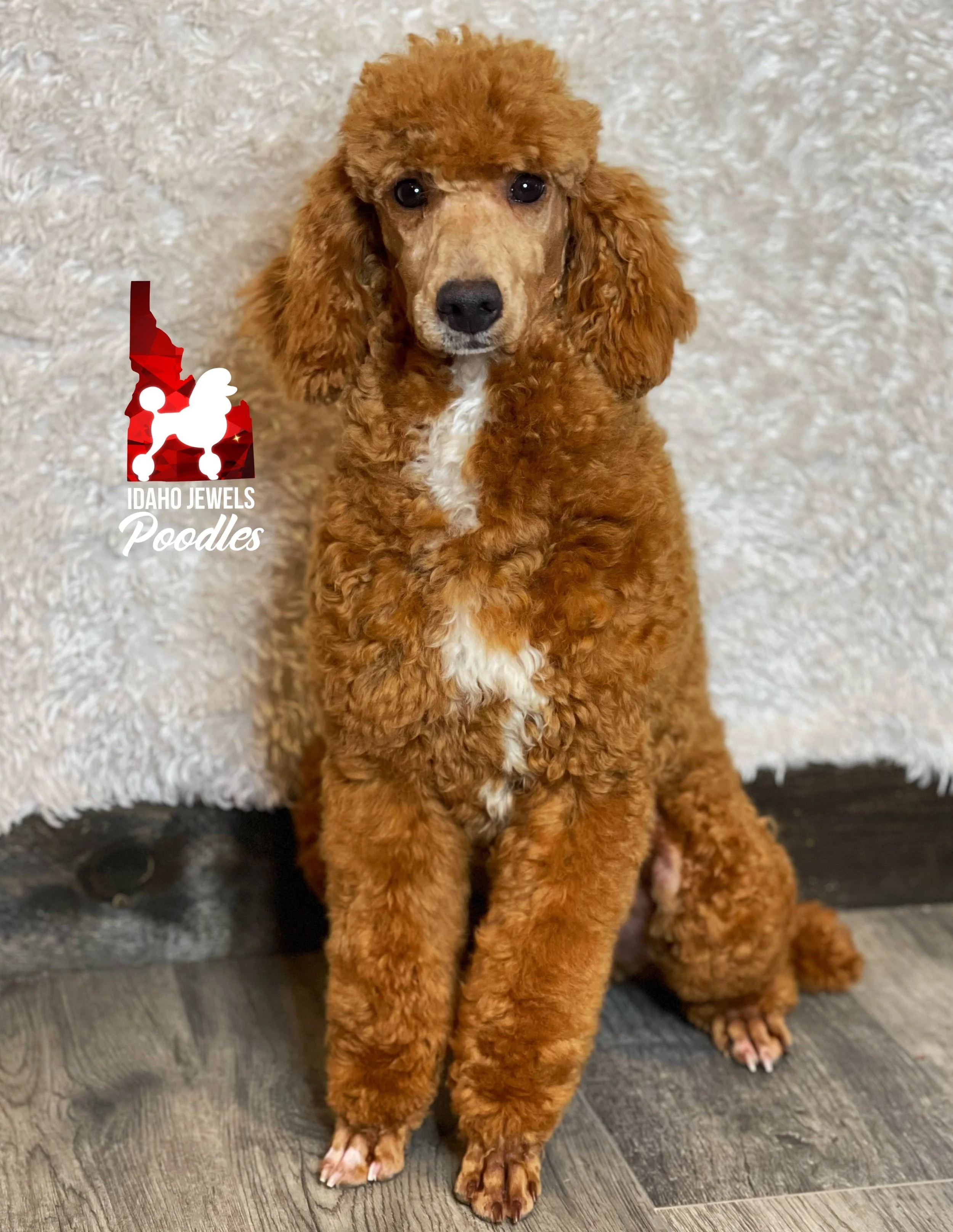 Idaho Jewels Poodles — Meet Phoenix