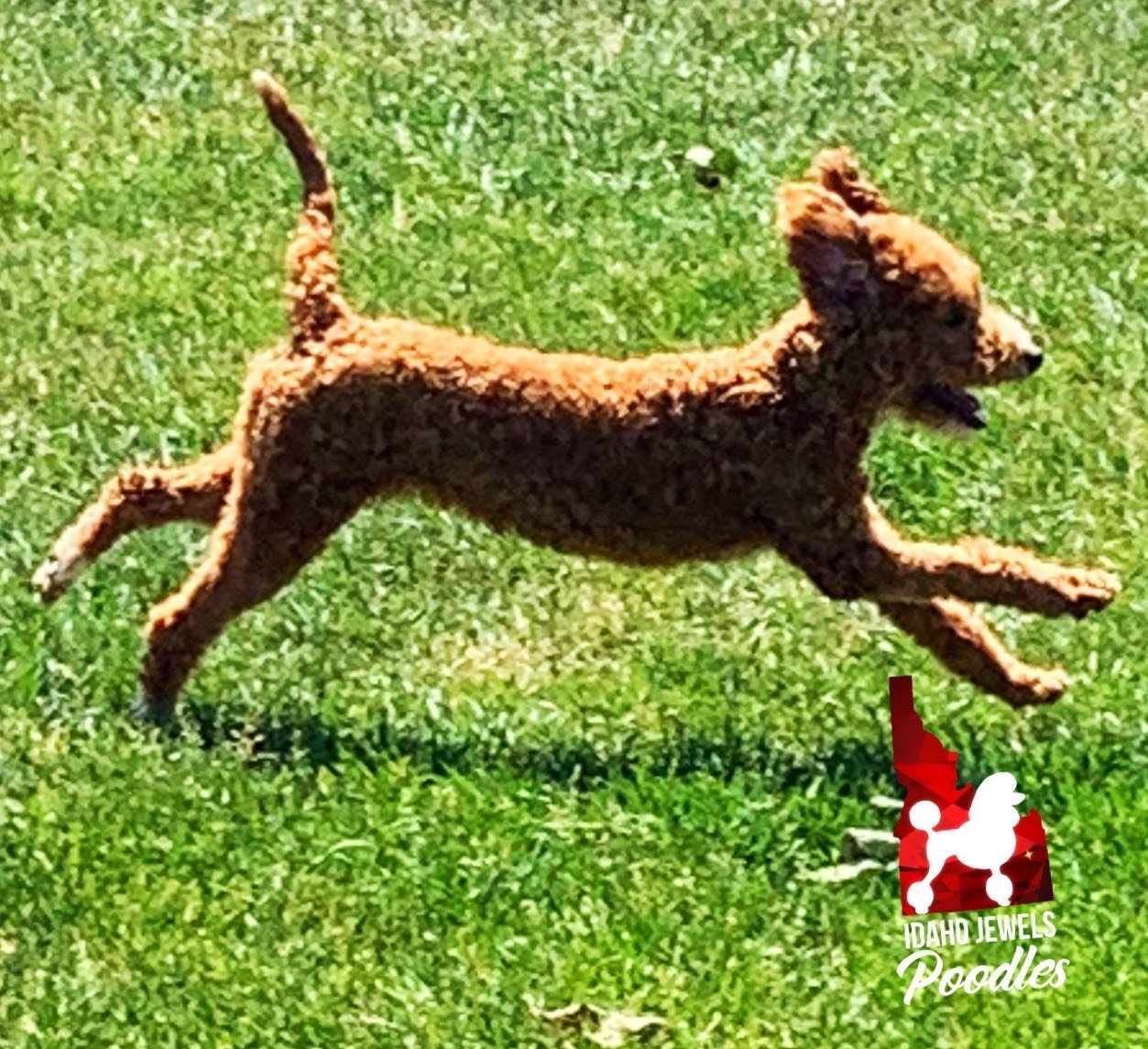 Idaho Jewels Poodles — Guardianship Program