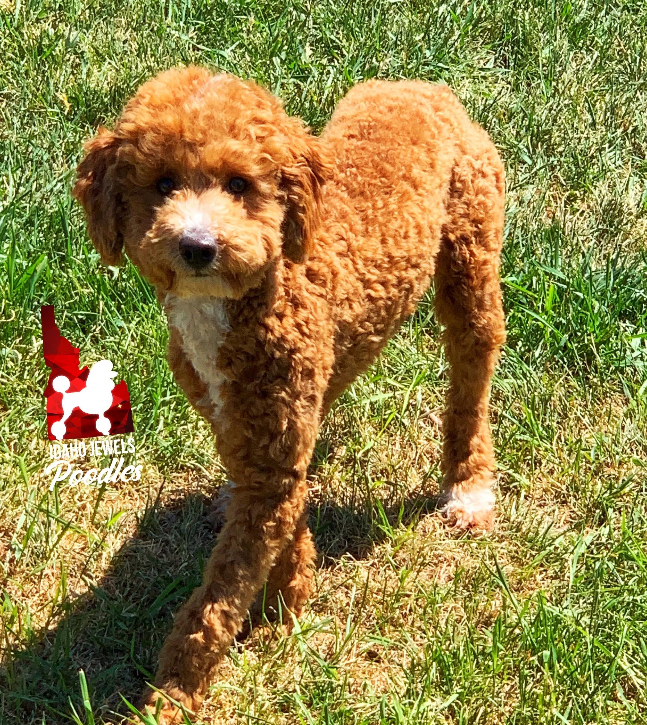Idaho Jewels Poodles — Junebug, Red Abstract Moyen Girl (Guardianship)