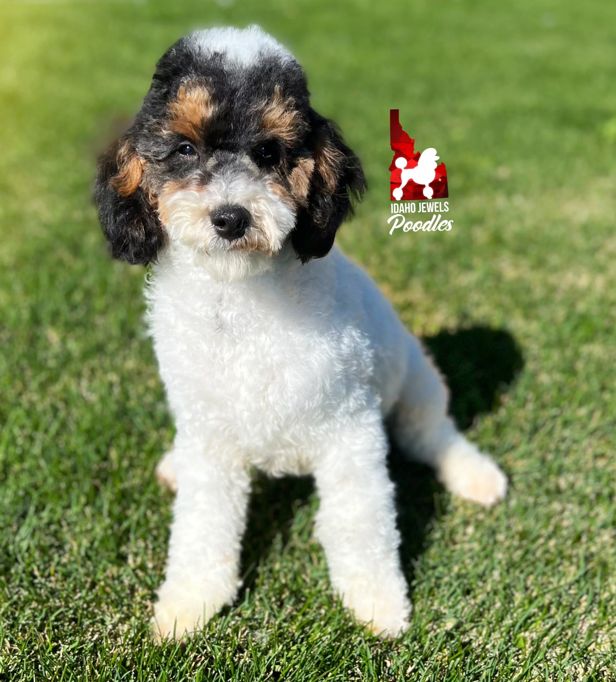 Idaho Jewels Poodles — Jett, Red Abstract Mini Poodle (Stud Service)