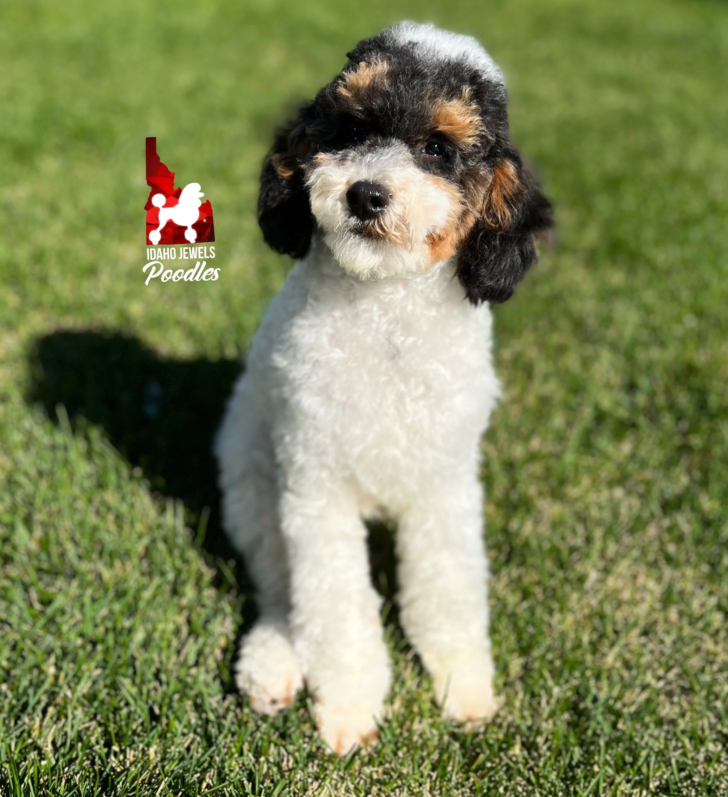 Idaho Jewels Poodles — Stud Services