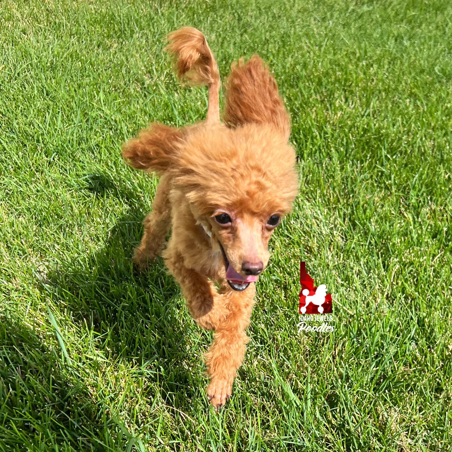 Red Toy Poodle Adult