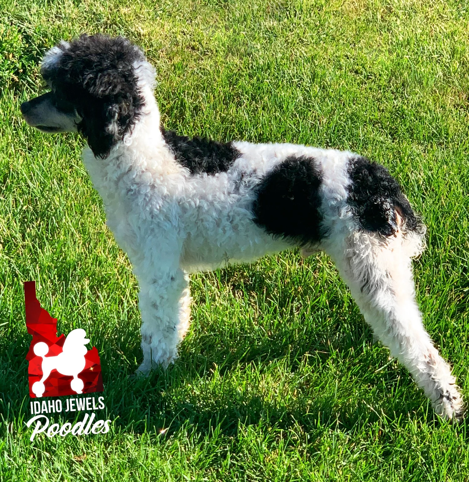 Blue Standard Poodle