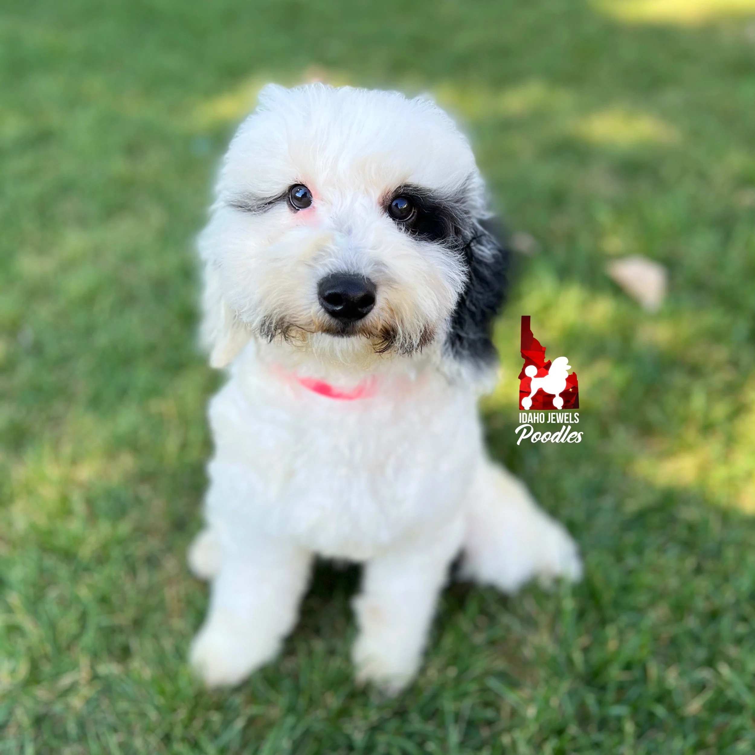 Idaho Jewels Poodles — Meet Canary