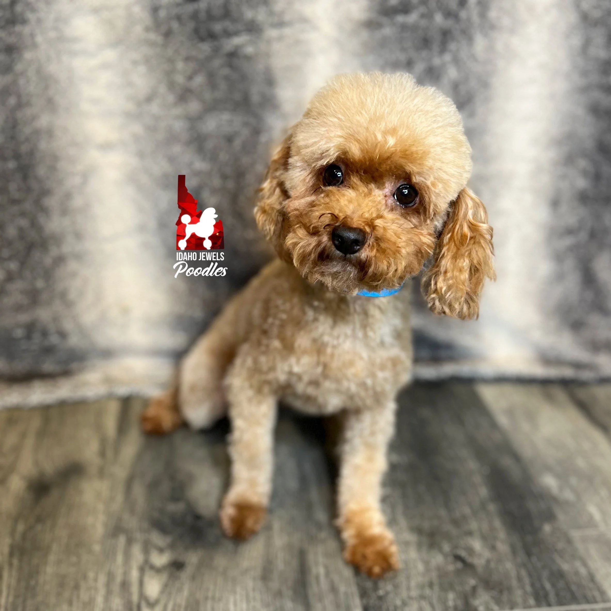 Idaho Jewels Poodles — Thor, Red "Tiny Toy" Poodle (Stud Service)