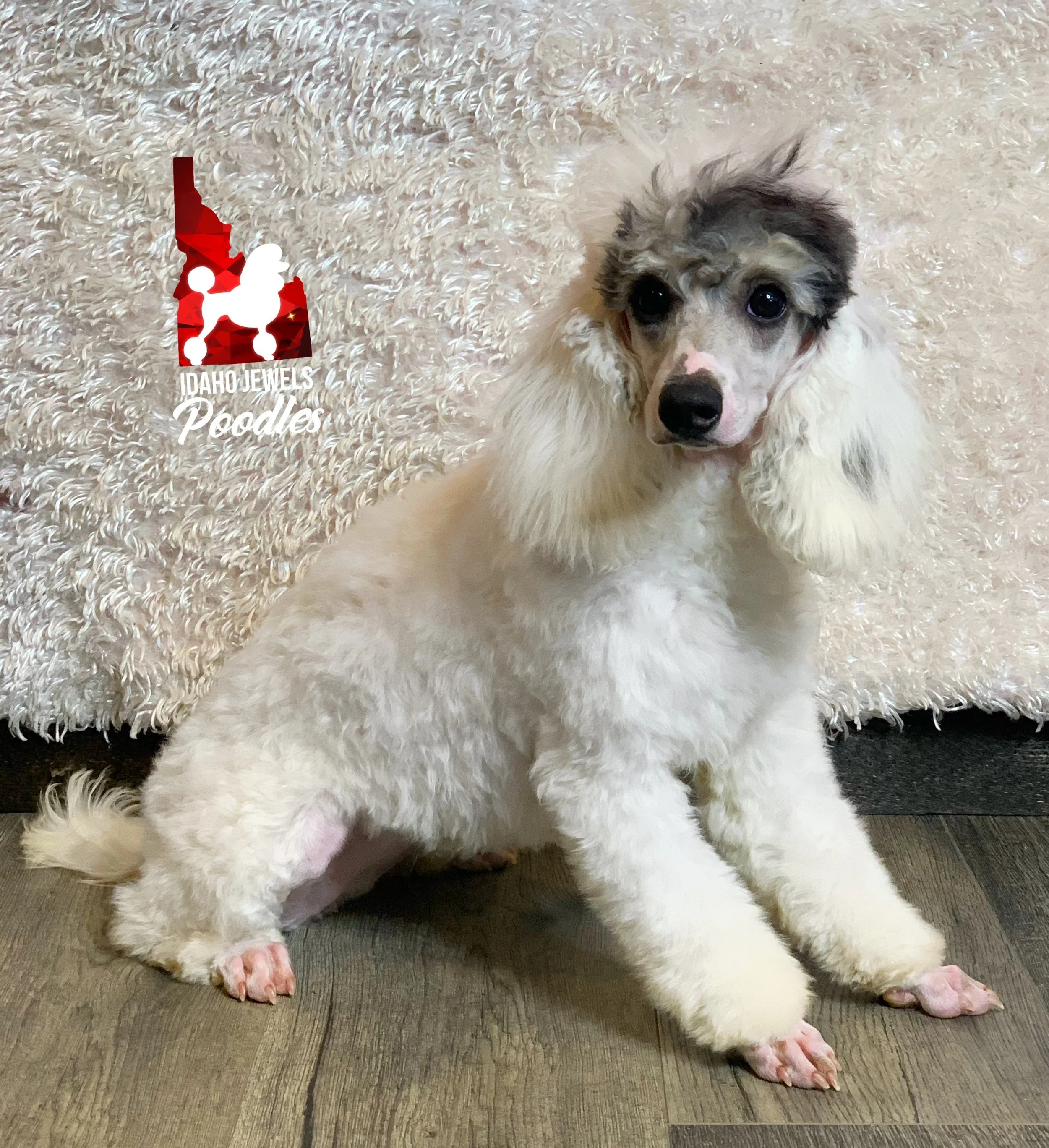 Idaho Jewels Poodles — Meet Canary
