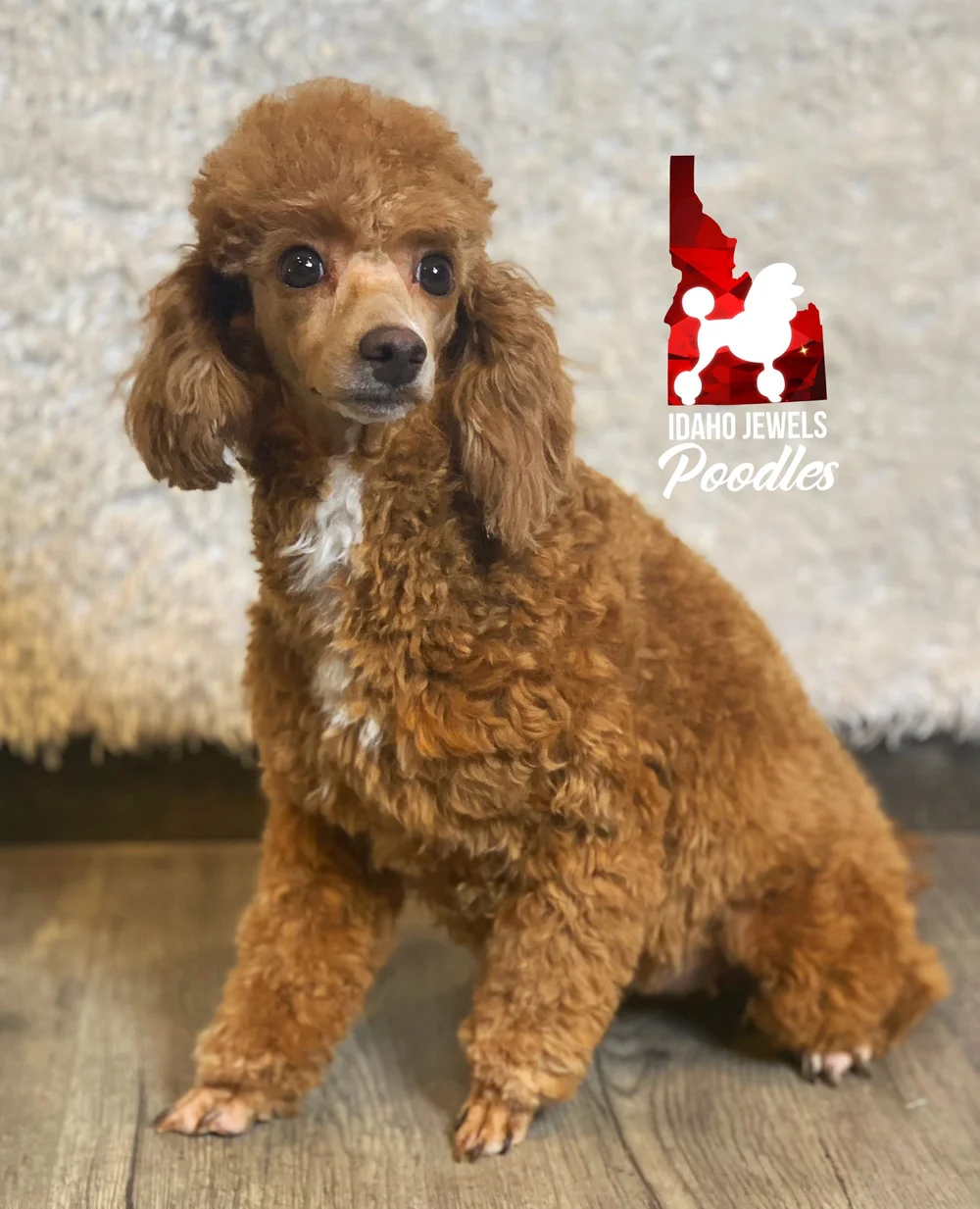 Idaho Jewels Poodles — Meet the Parents