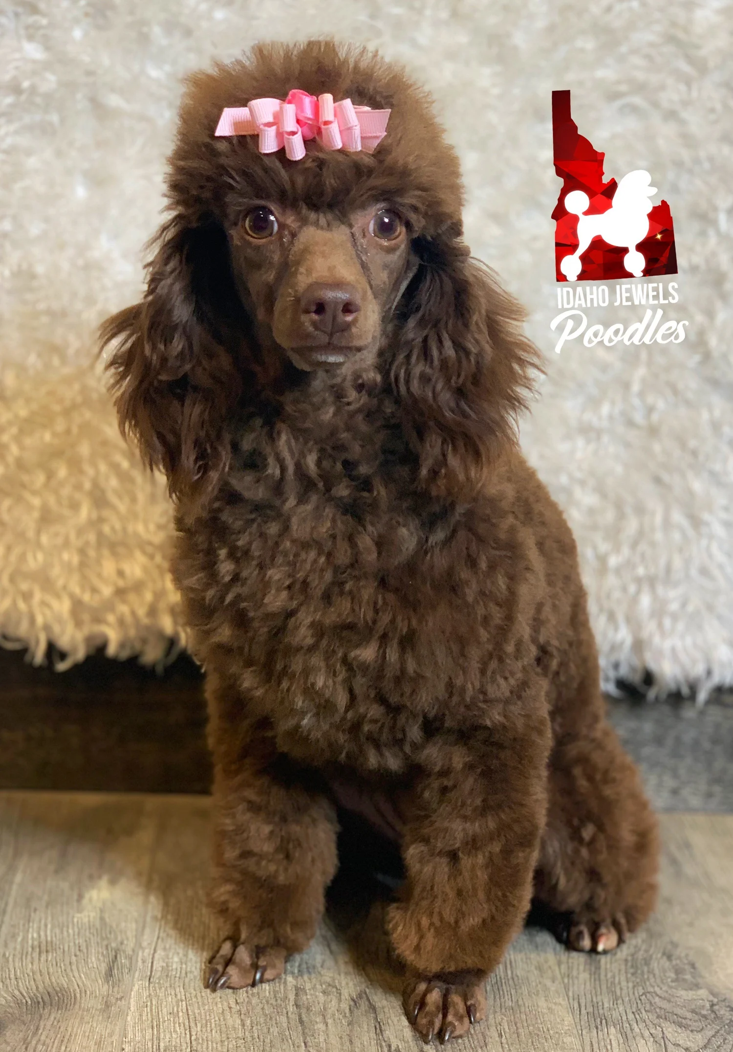 Idaho Jewels Poodles — Meet the Parents